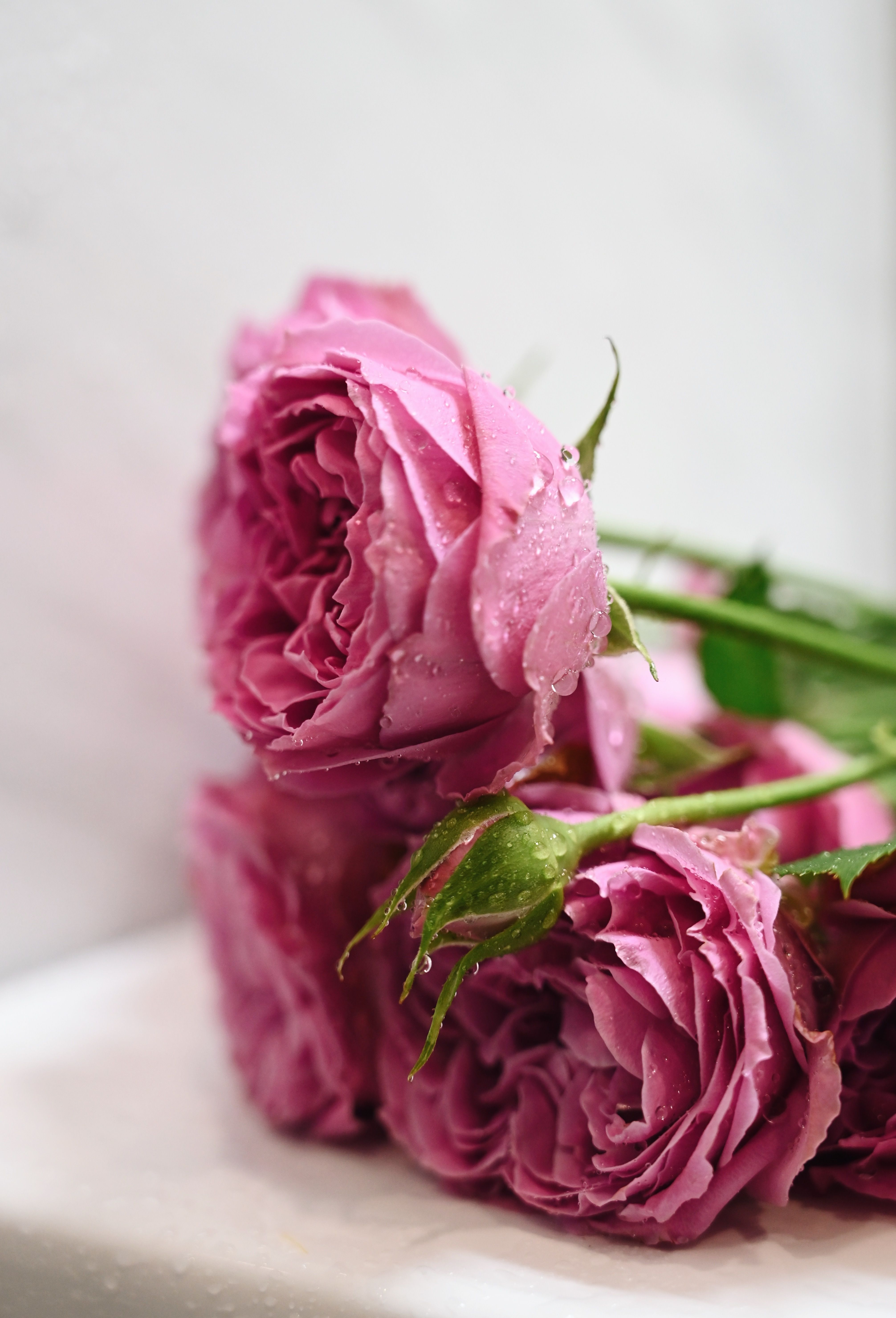 Close up of Pink Roses · Free Stock Photo