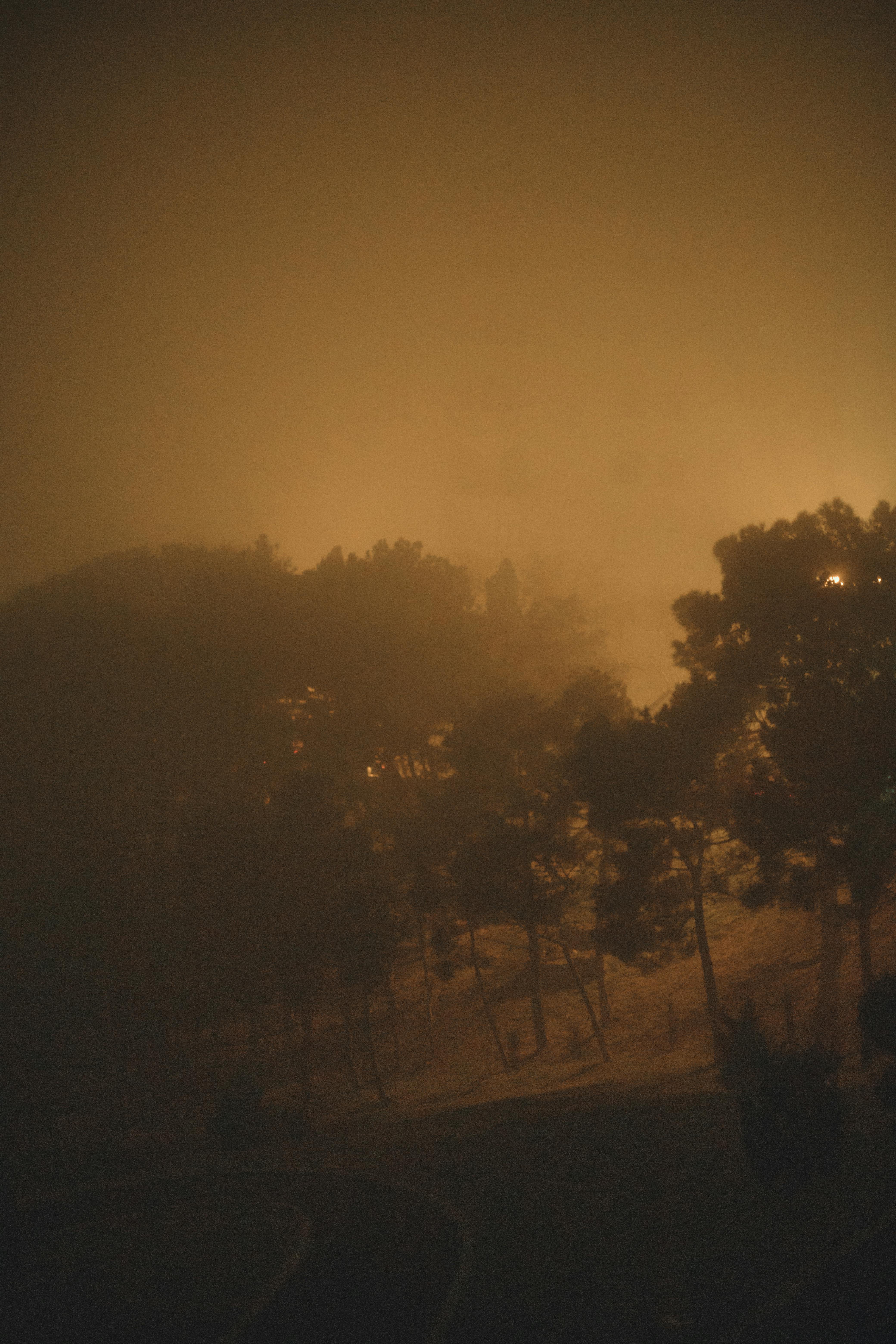 Flying Bird Under Humid Weather · Free Stock Photo