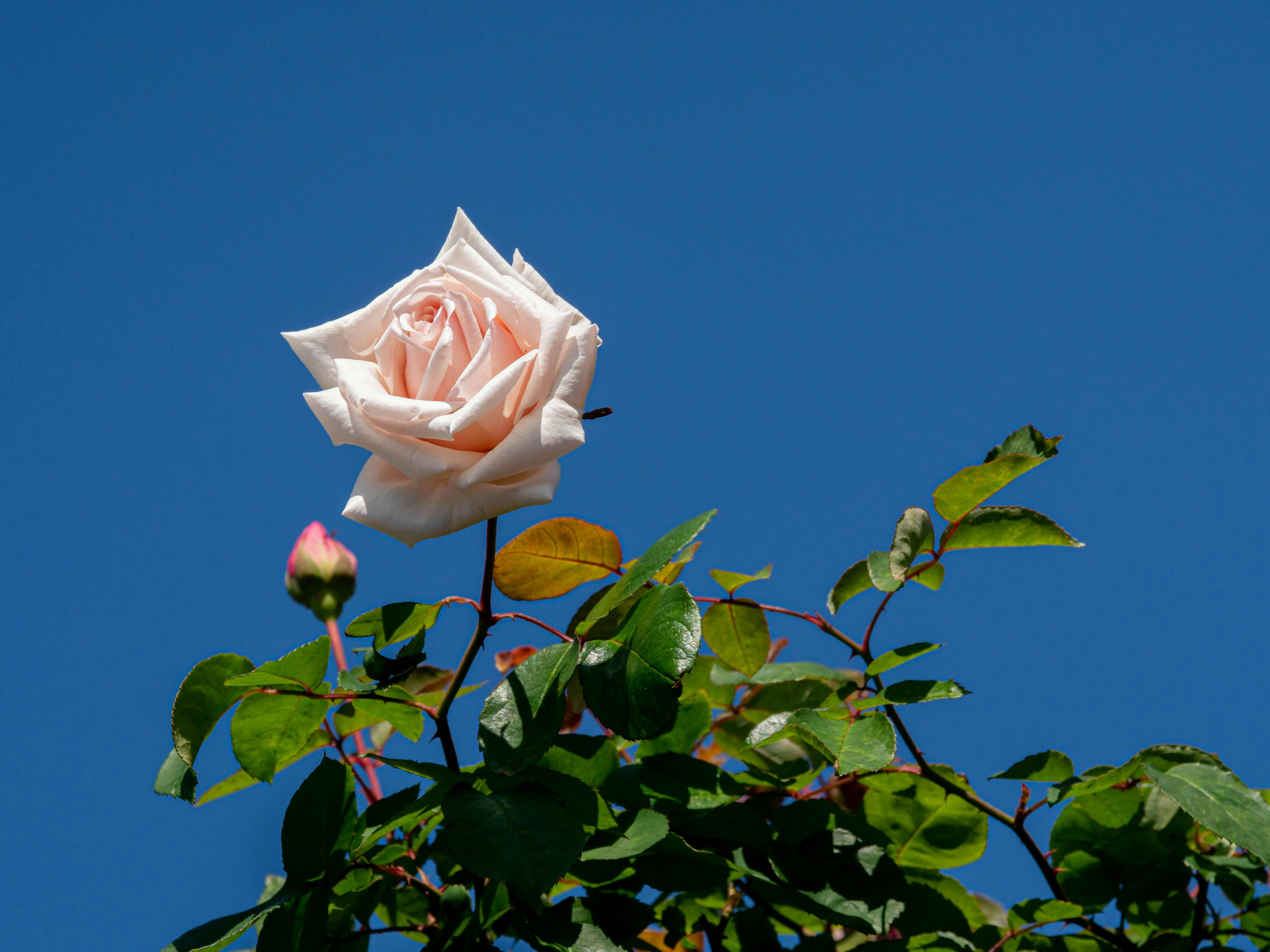 Rose Shala Photos, Download The BEST Free Rose Shala Stock Photos & HD ...