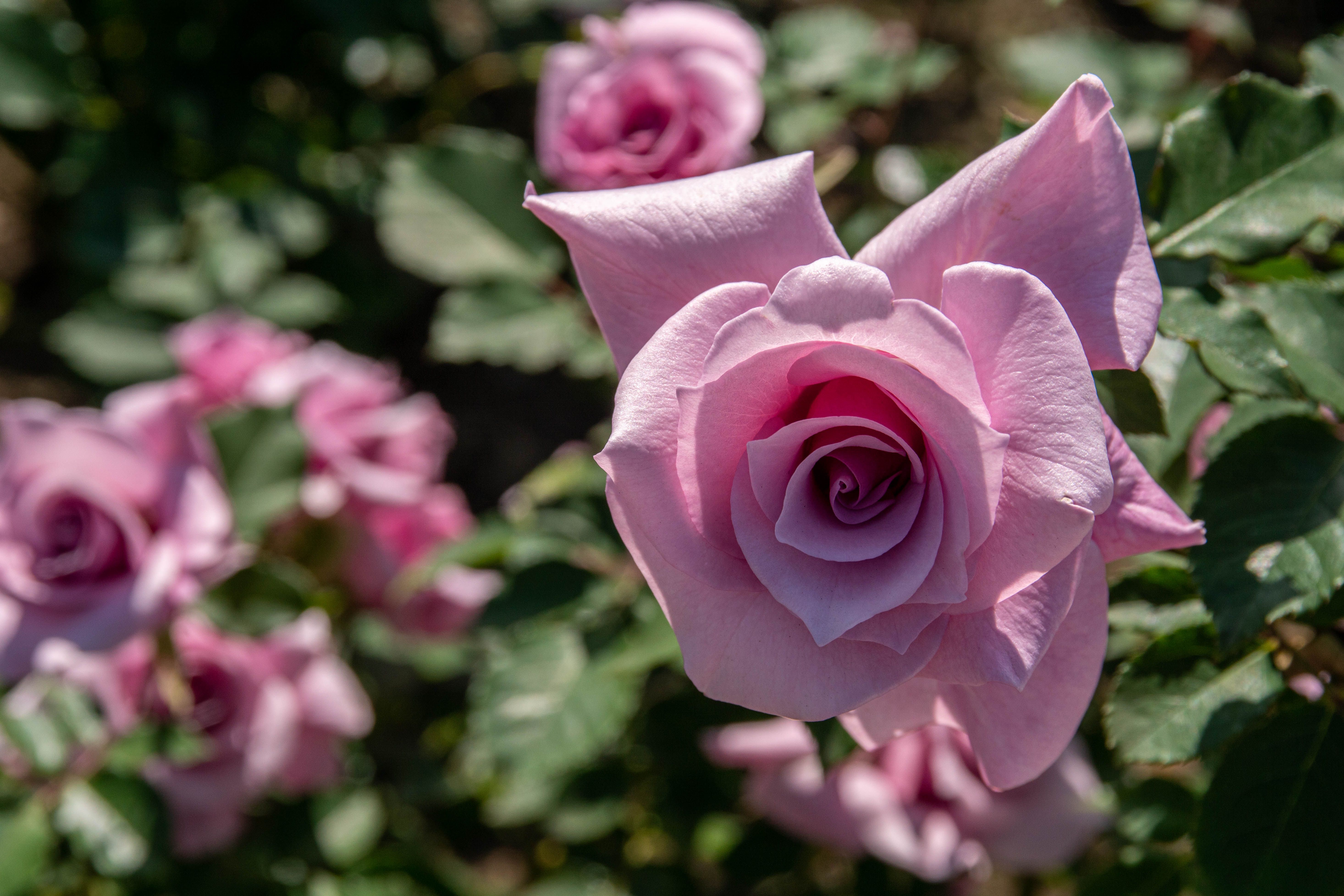Close-up of Blooming Rose in Garden · Free Stock Photo
