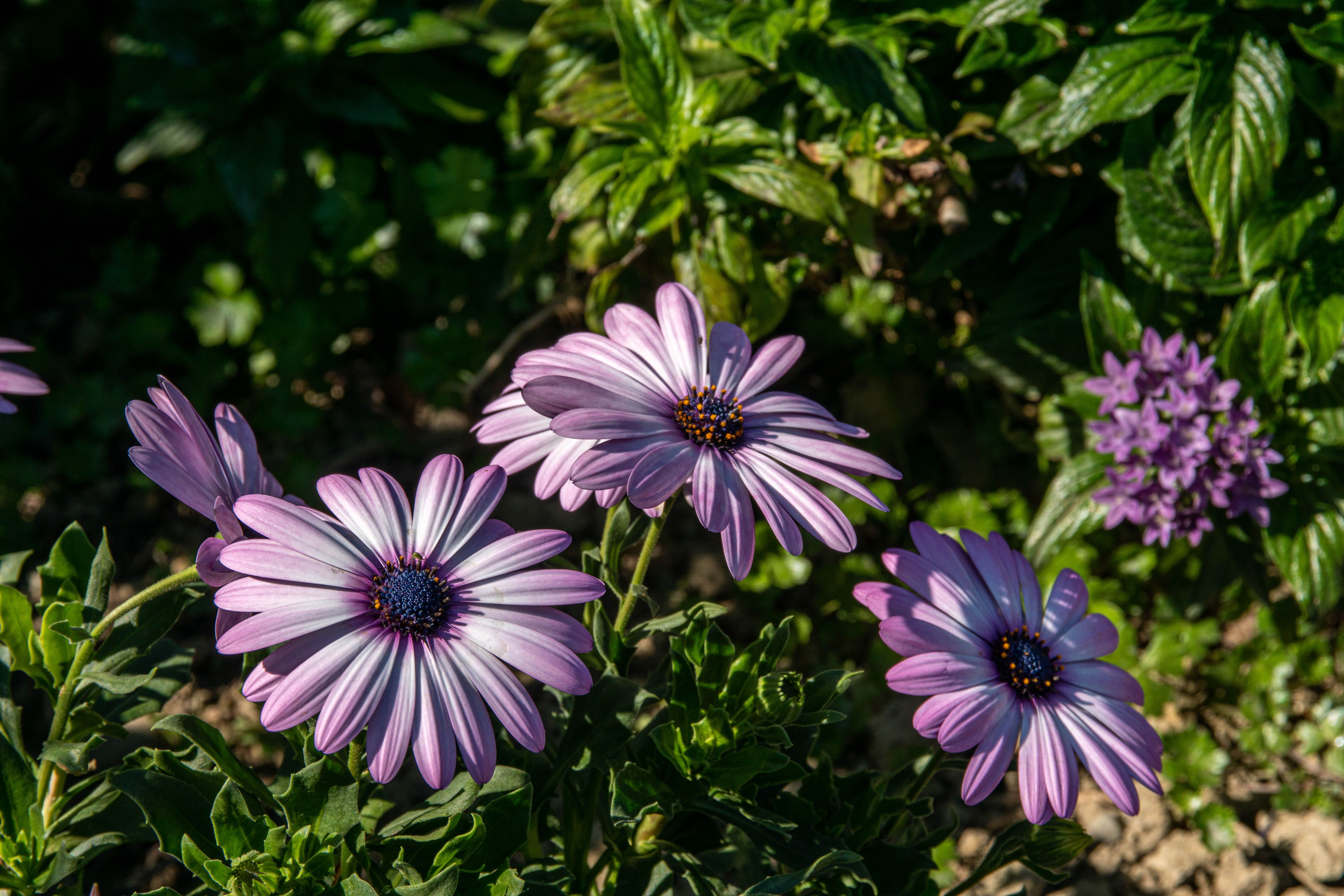 Close-up of Purple African Daisies · Free Stock Photo