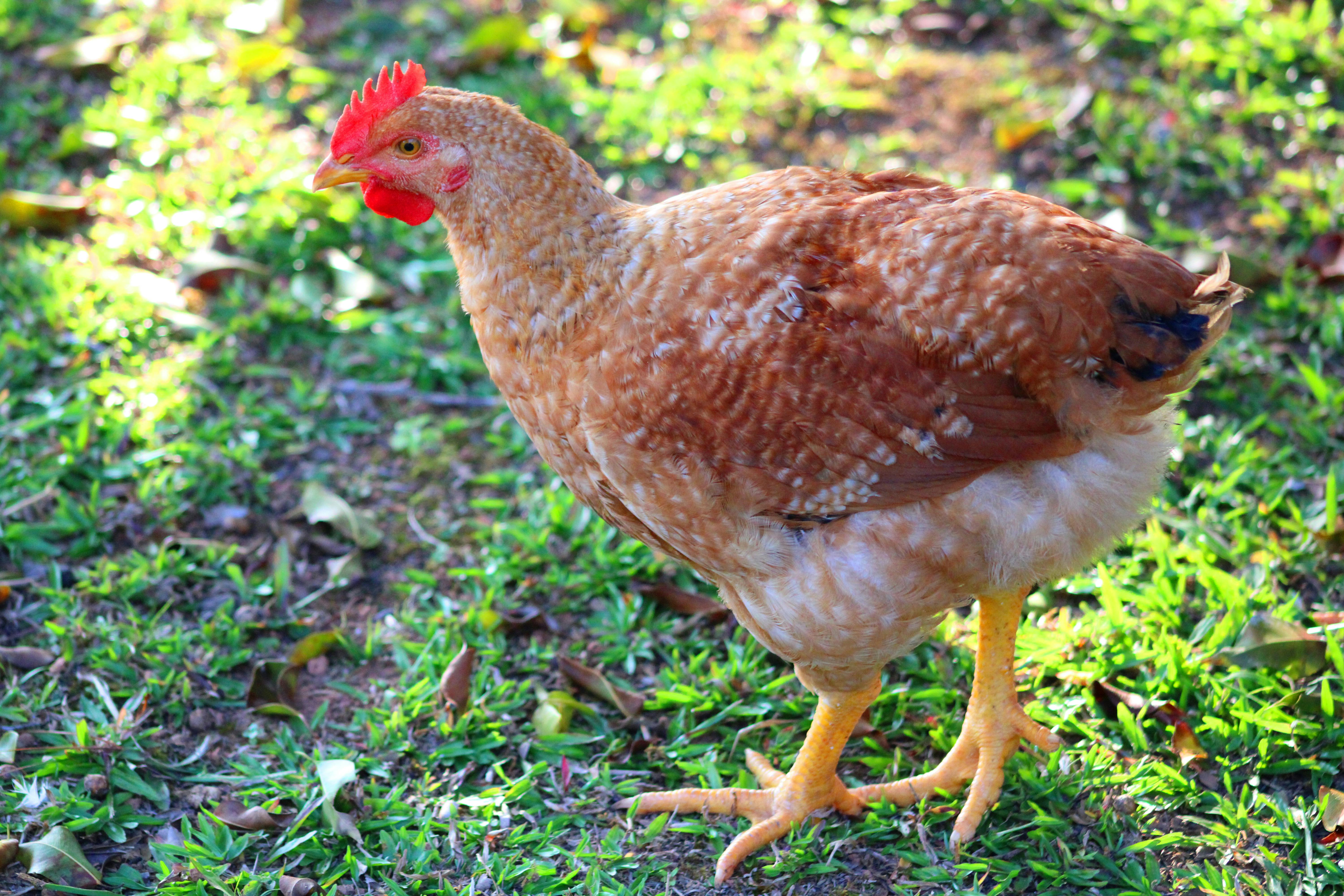 A Hen on a Grass Field · Free Stock Photo