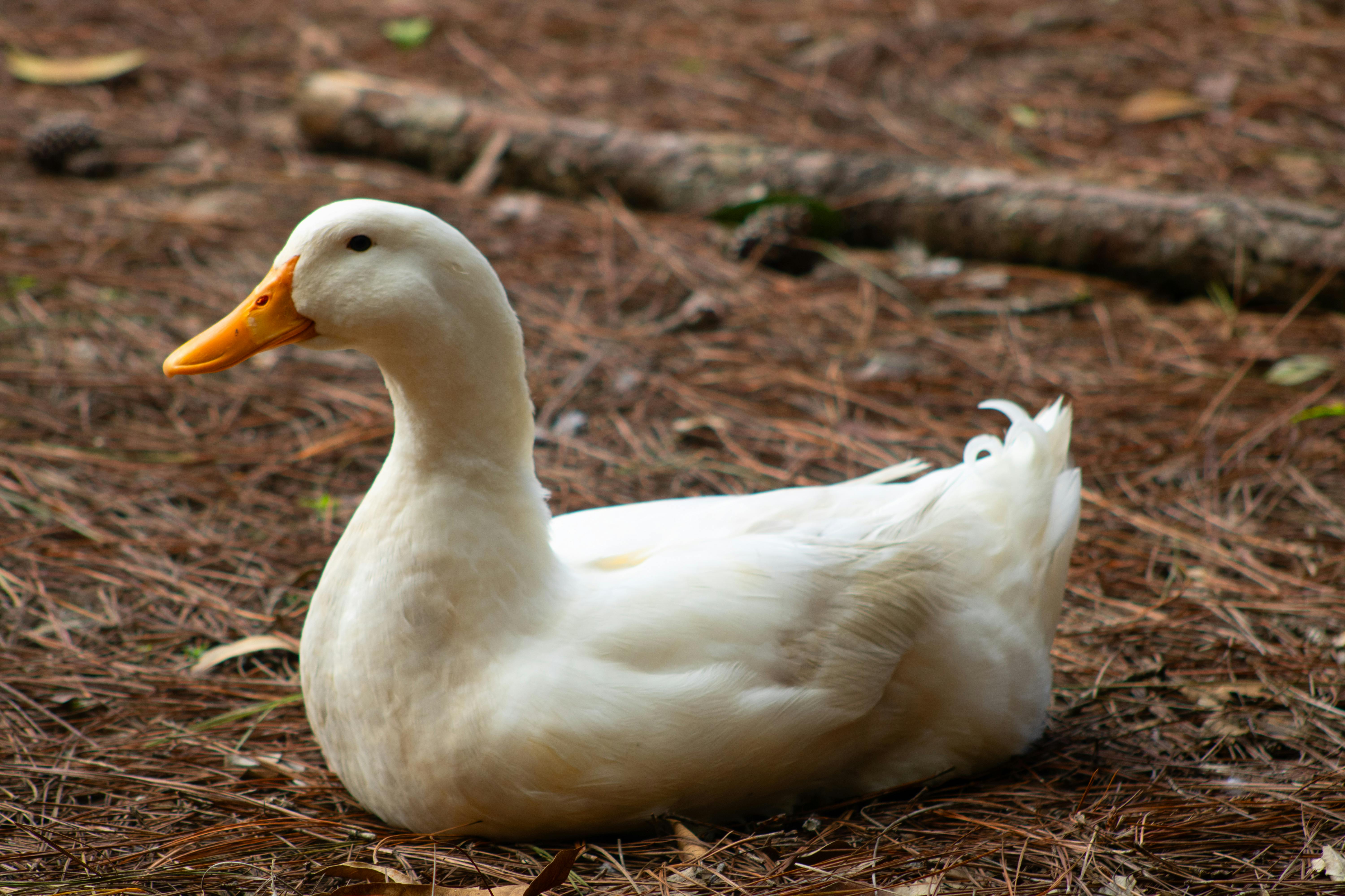 White Duck Photos, Download The BEST Free White Duck Stock Photos & HD ...