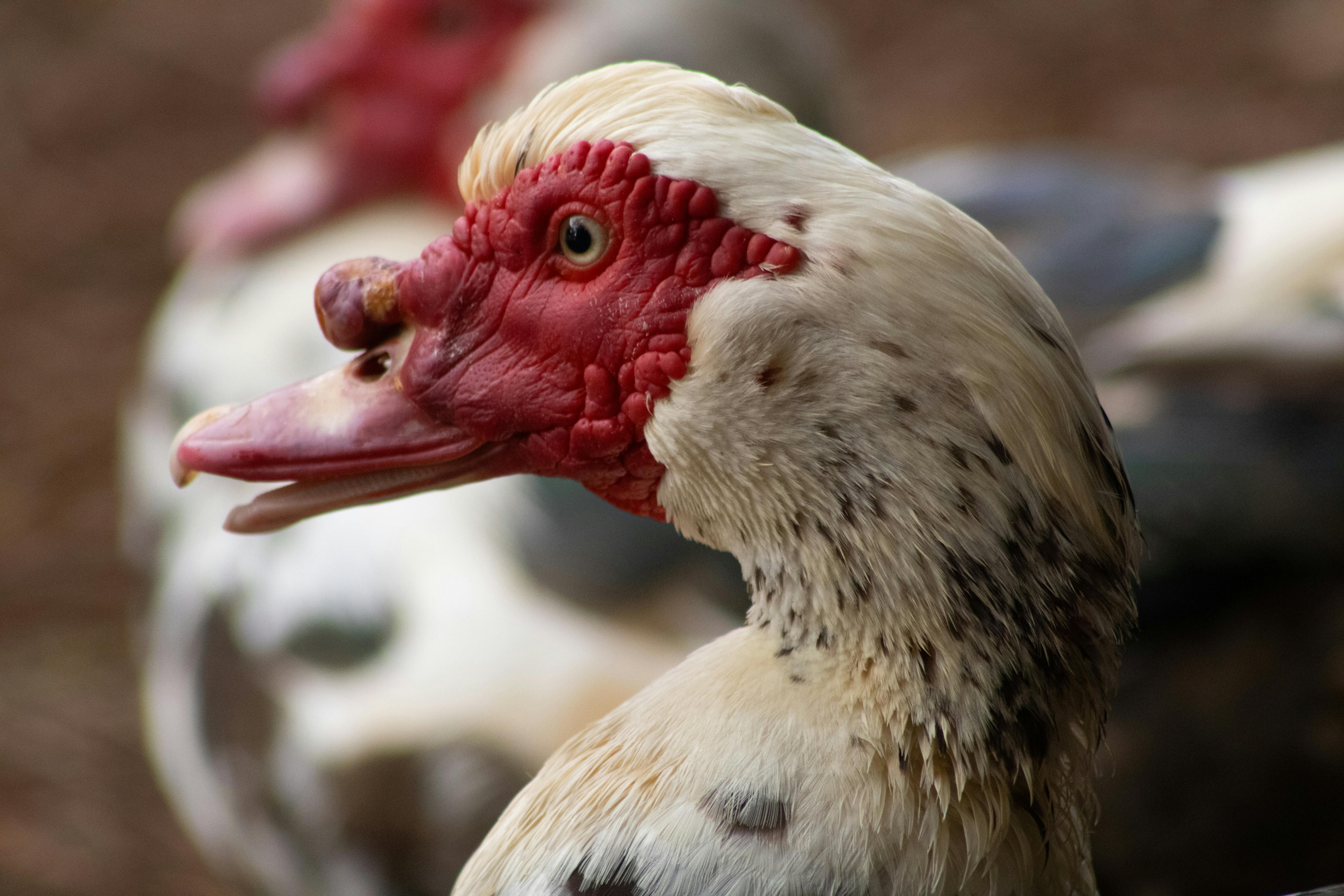 Close-up of a Domestic Muscovy Duck · Free Stock Photo