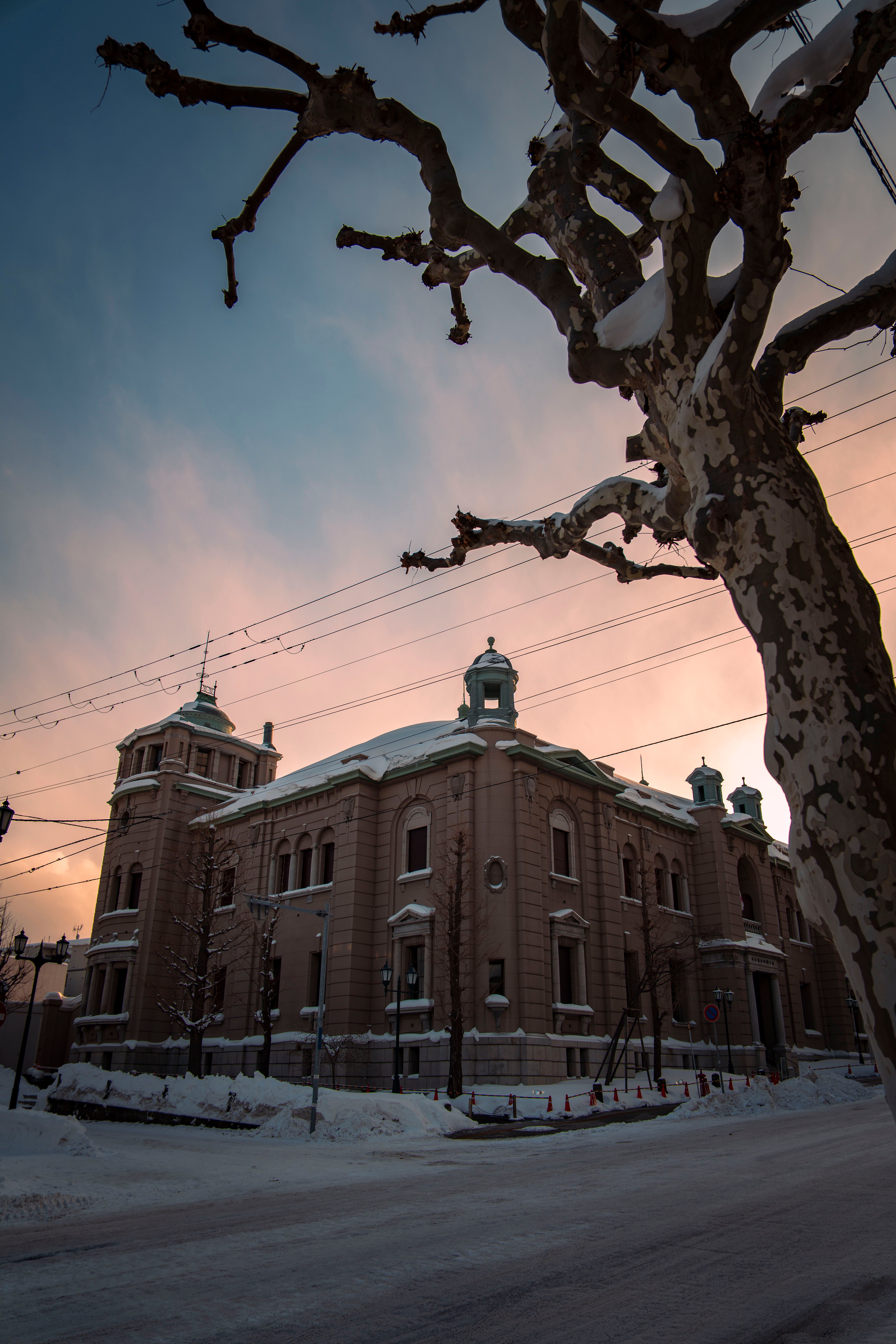 Tree near Street and Building in Winter · Free Stock Photo