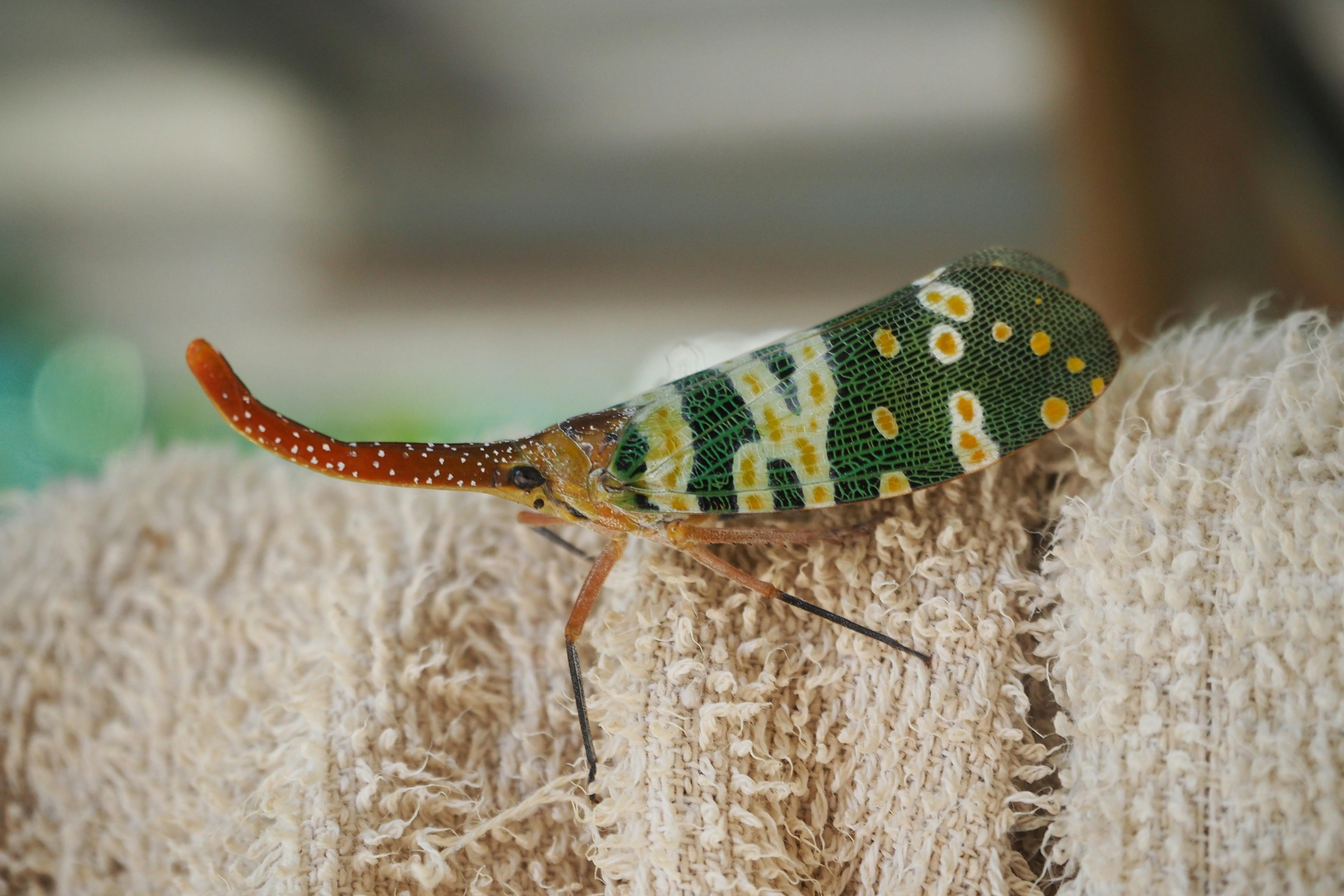 Close up of Exotic Bug · Free Stock Photo