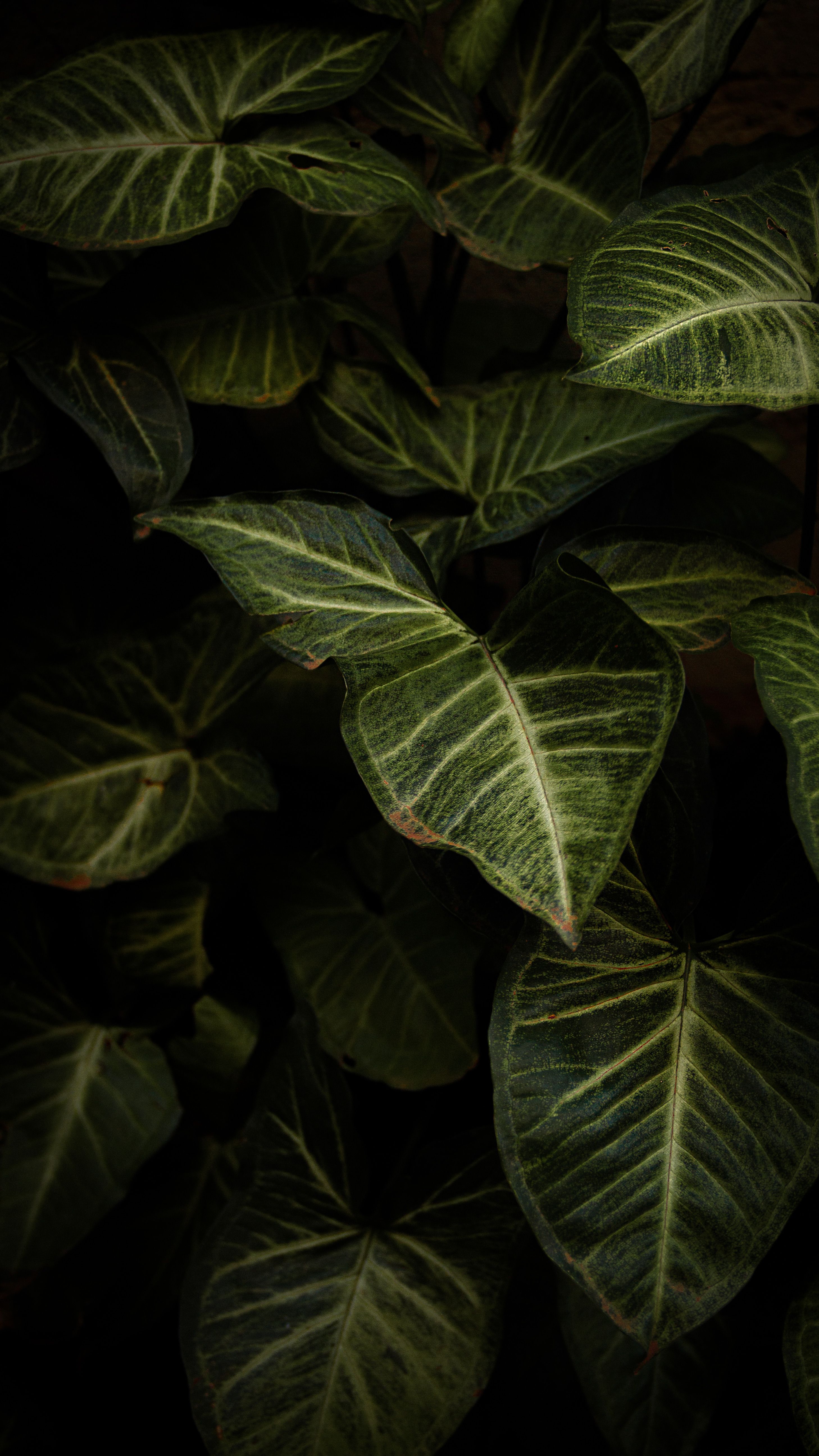 Close up of Yellow, Thin Plant · Free Stock Photo