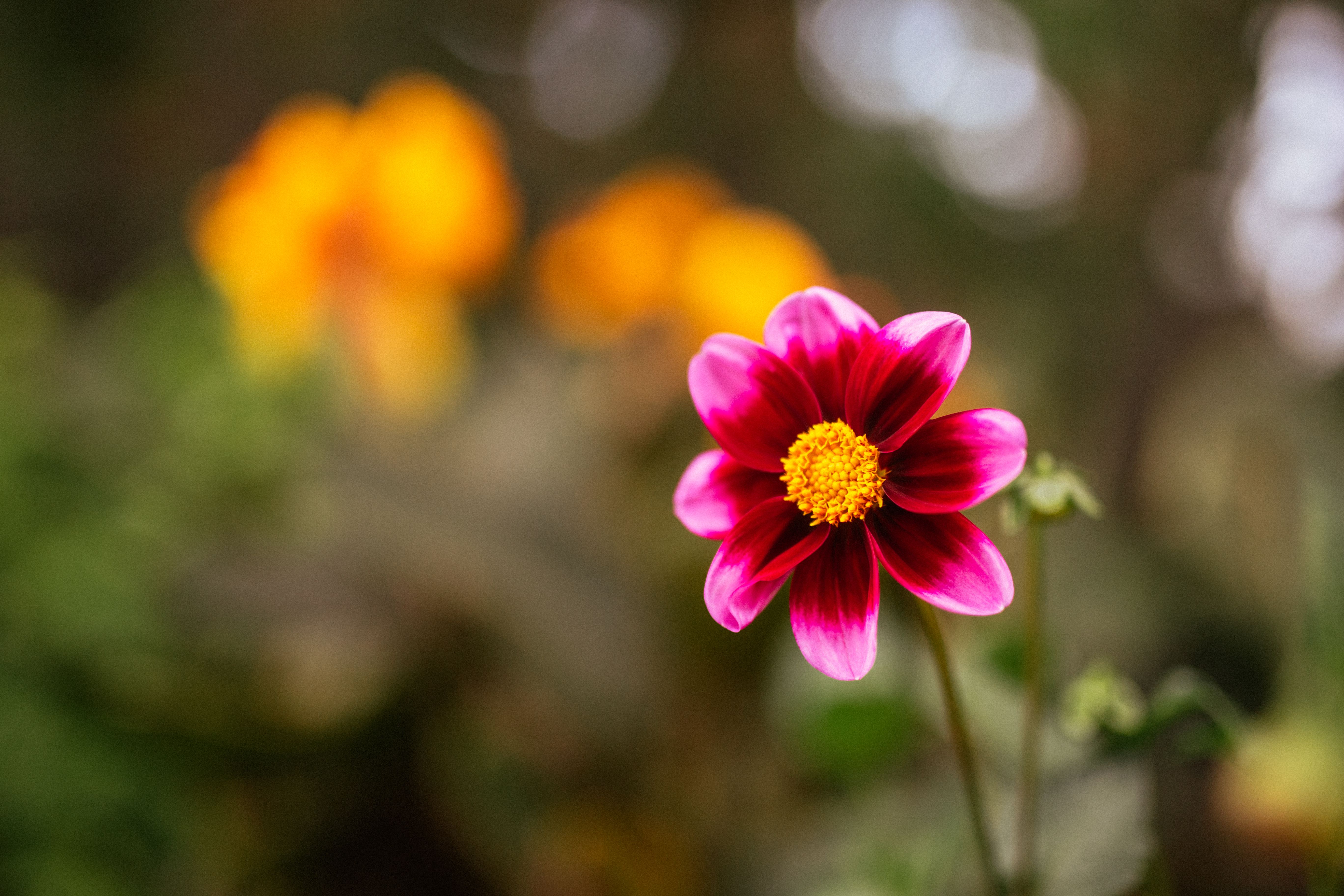 Bright pink petals of flower in nature · Free Stock Photo
