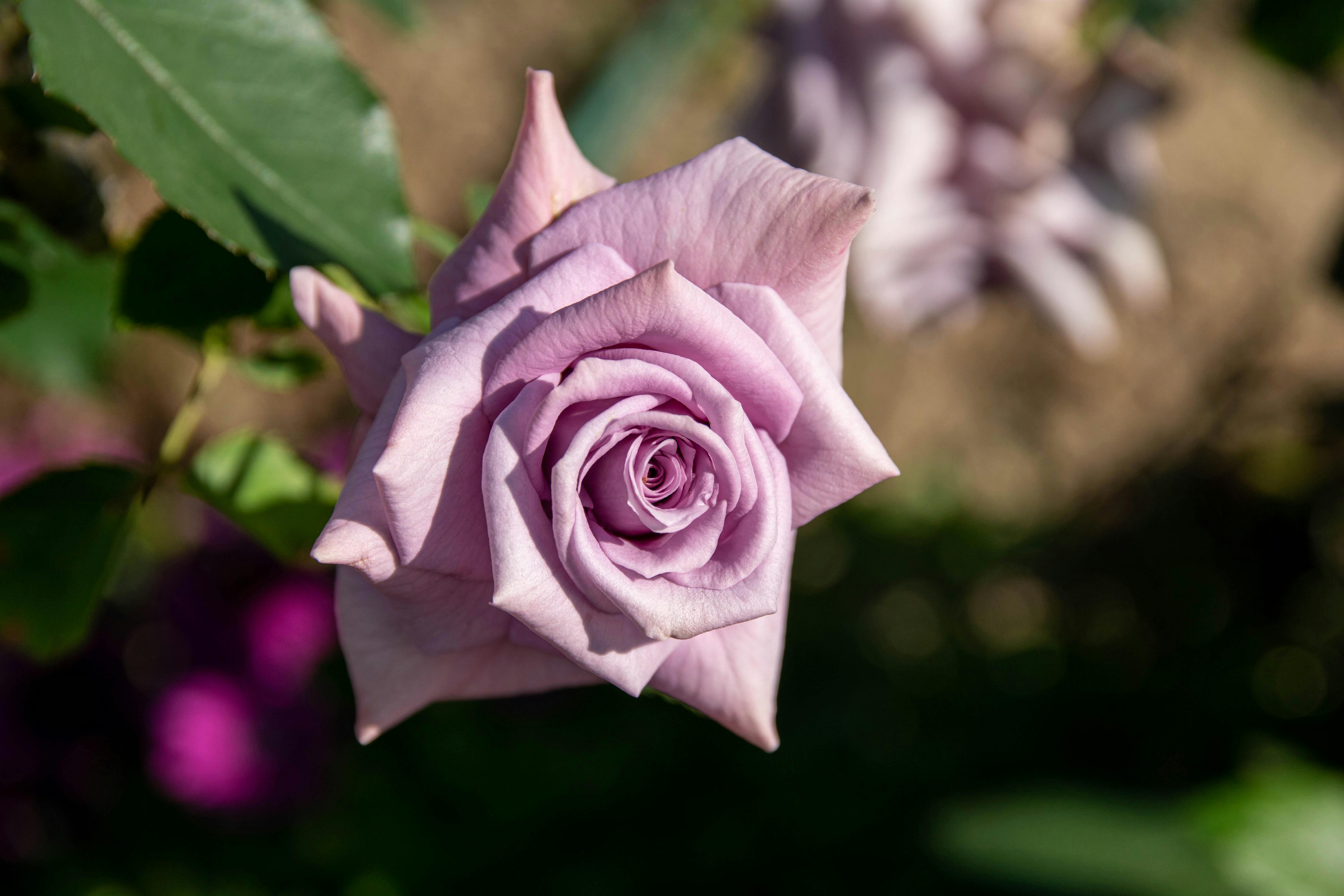 Rose Shala Photos, Download The BEST Free Rose Shala Stock Photos & HD ...