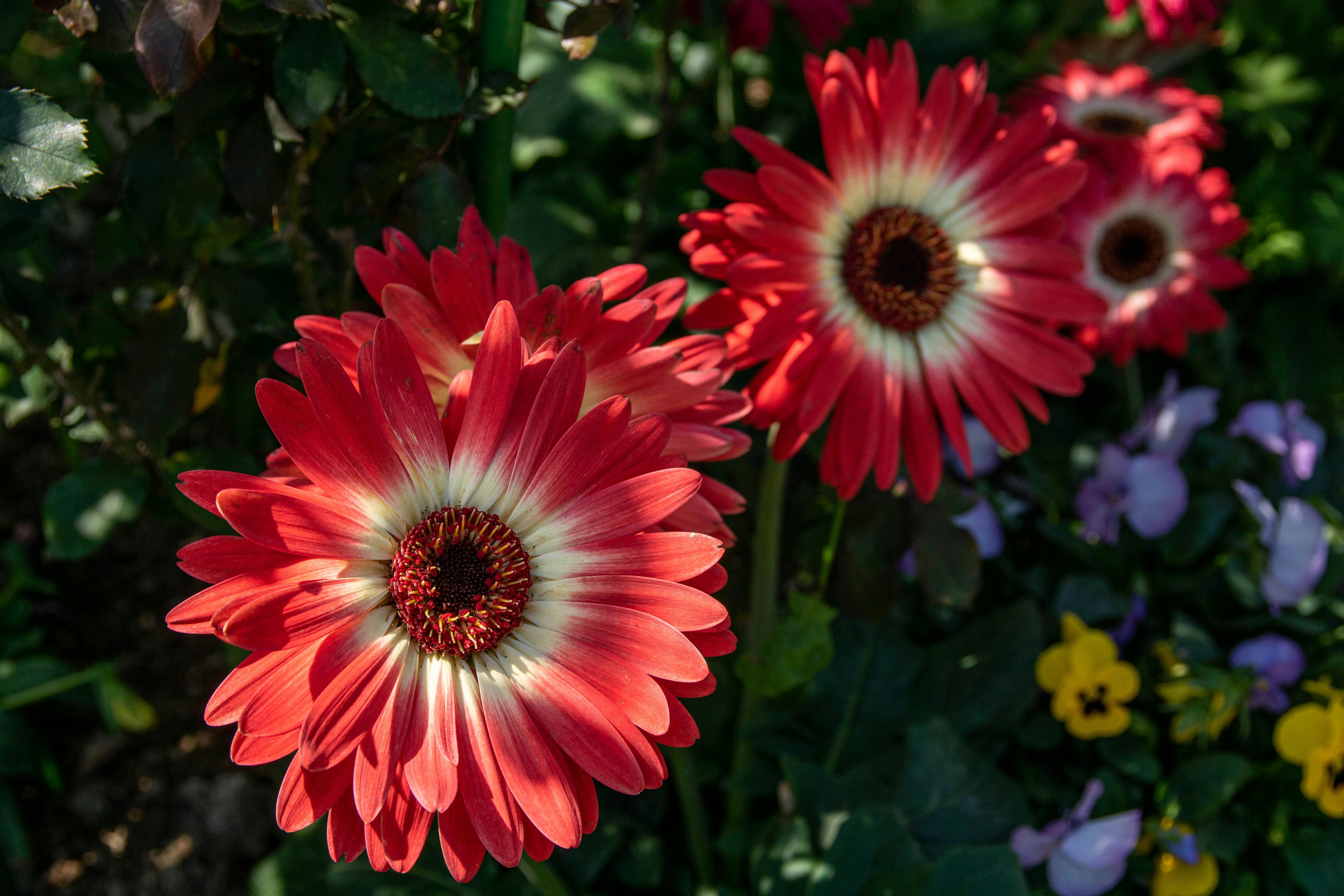 Red Gerbera Daisy Flowers · Free Stock Photo