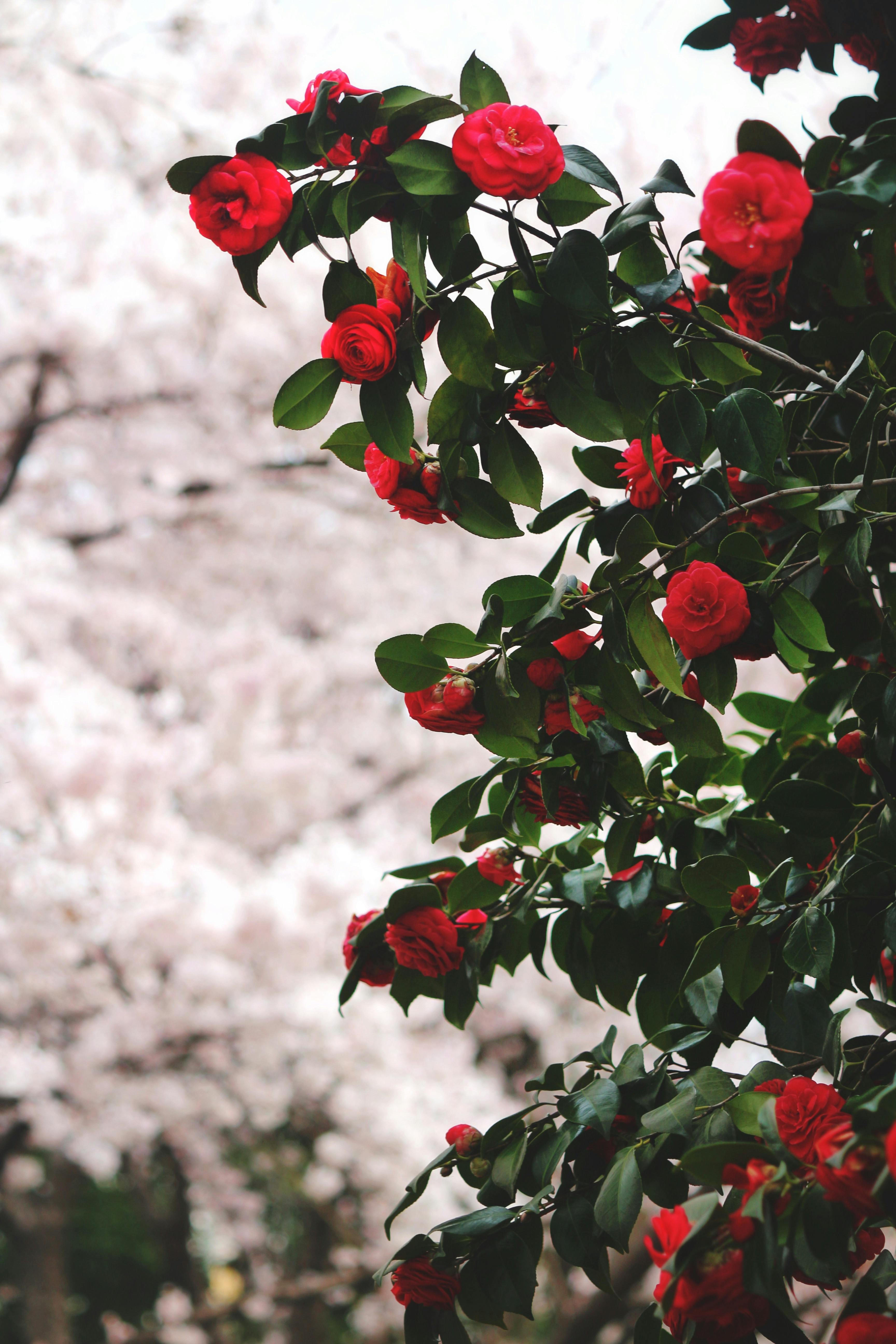 Red Roses on a Branch · Free Stock Photo