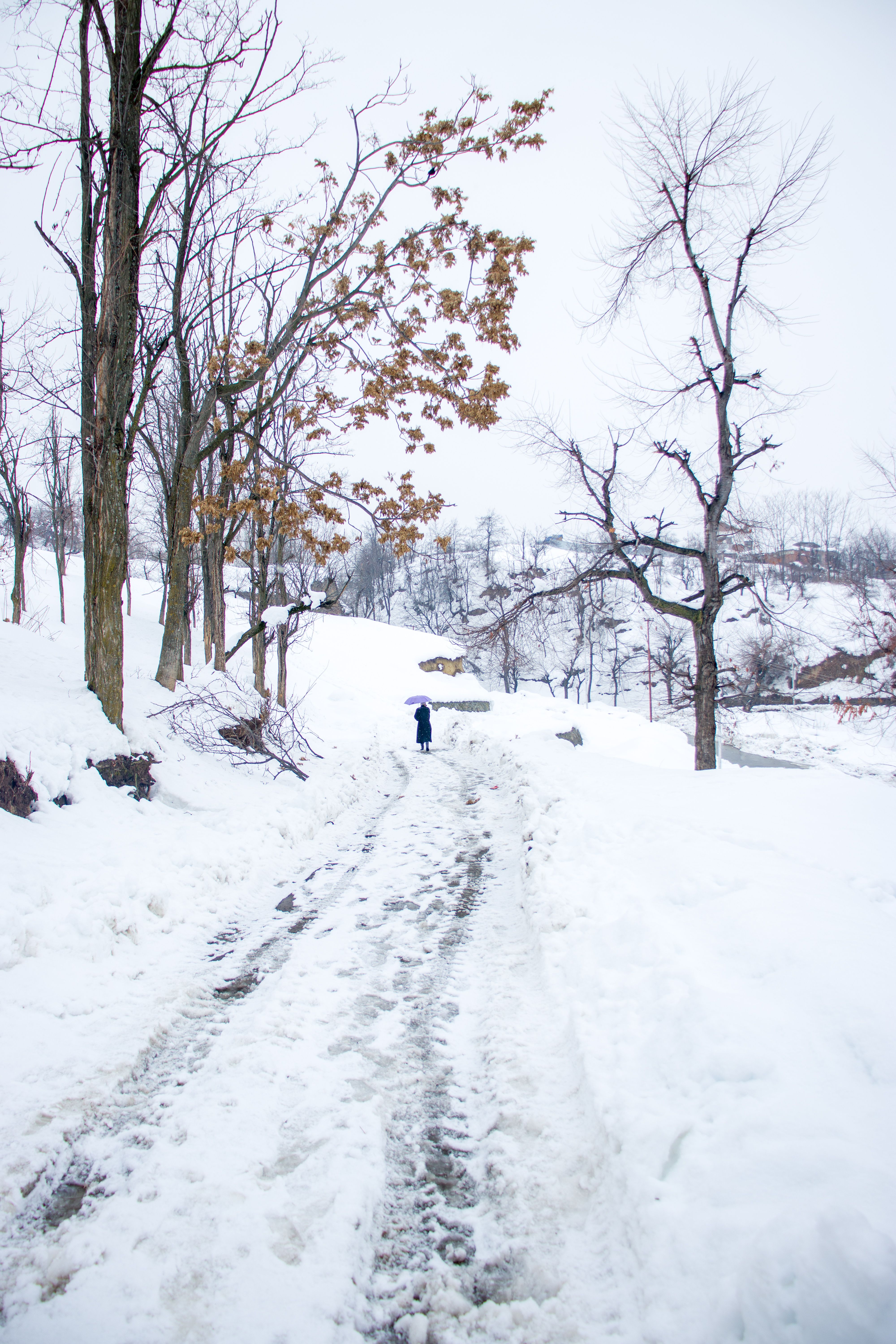 Woman Walking on a Path in a Park in Winter · Free Stock Photo