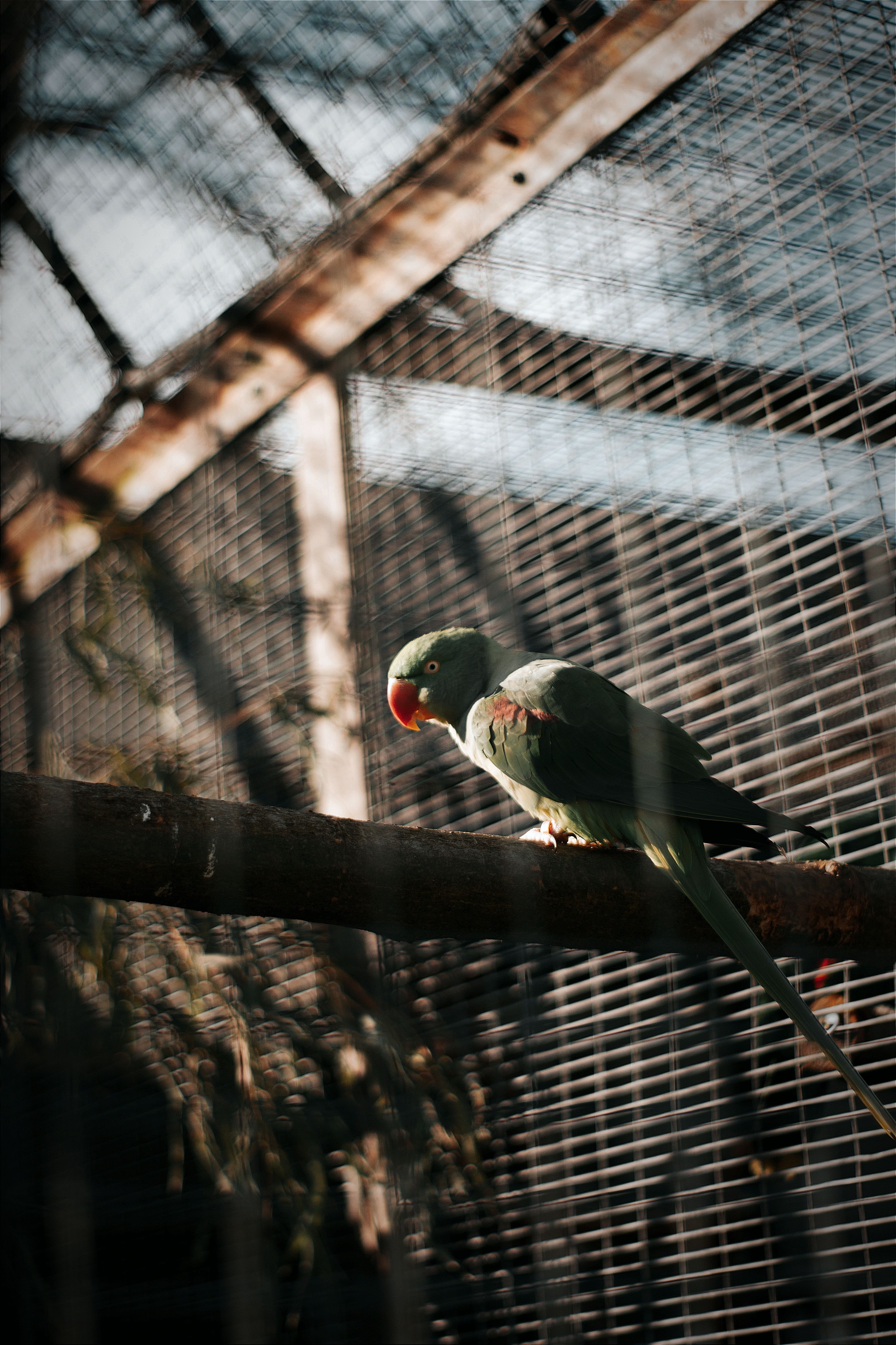 Close up of Parrot in Zoo · Free Stock Photo
