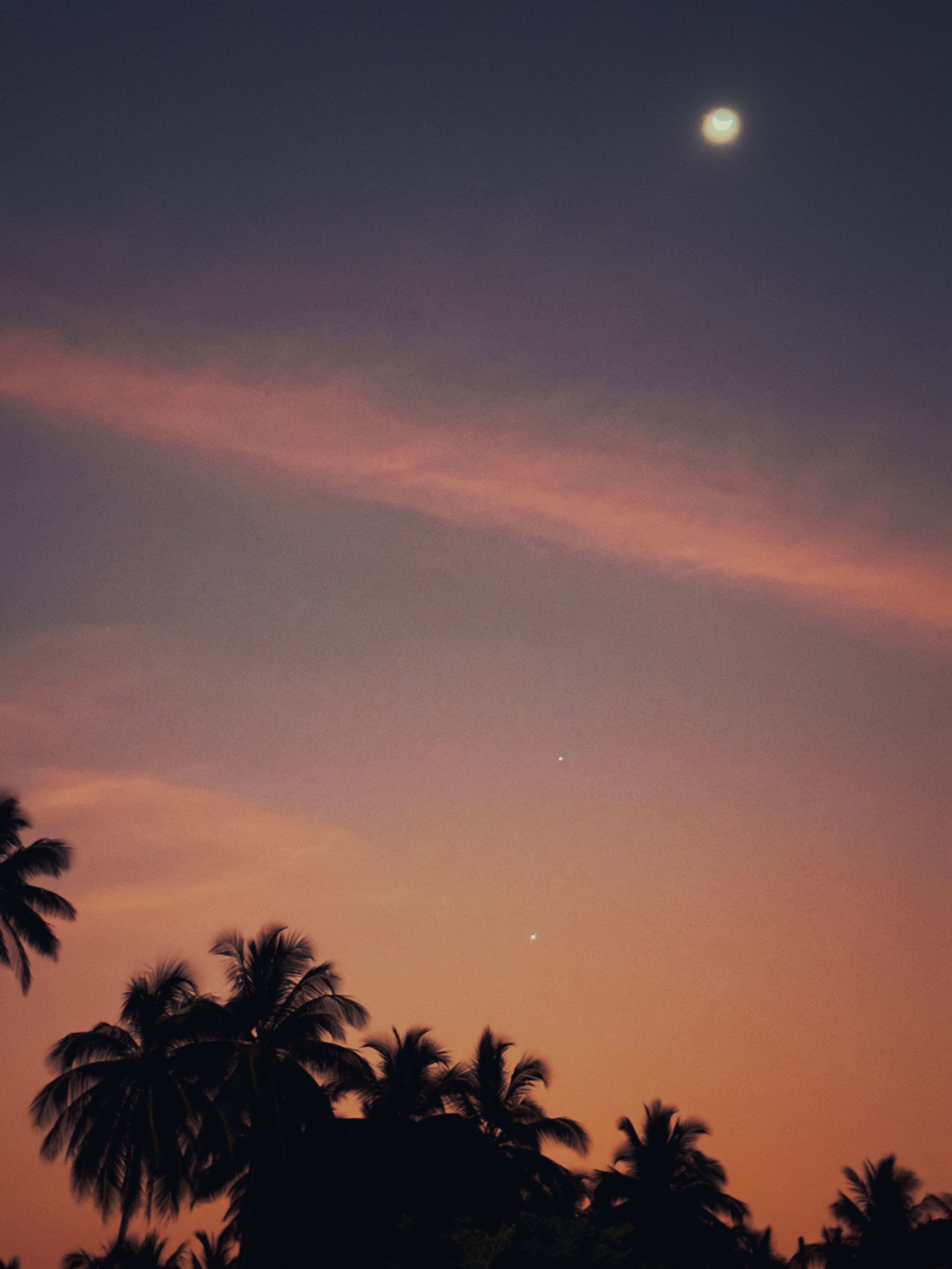 Evening Sky with Full Moon over Palm Trees · Free Stock Photo