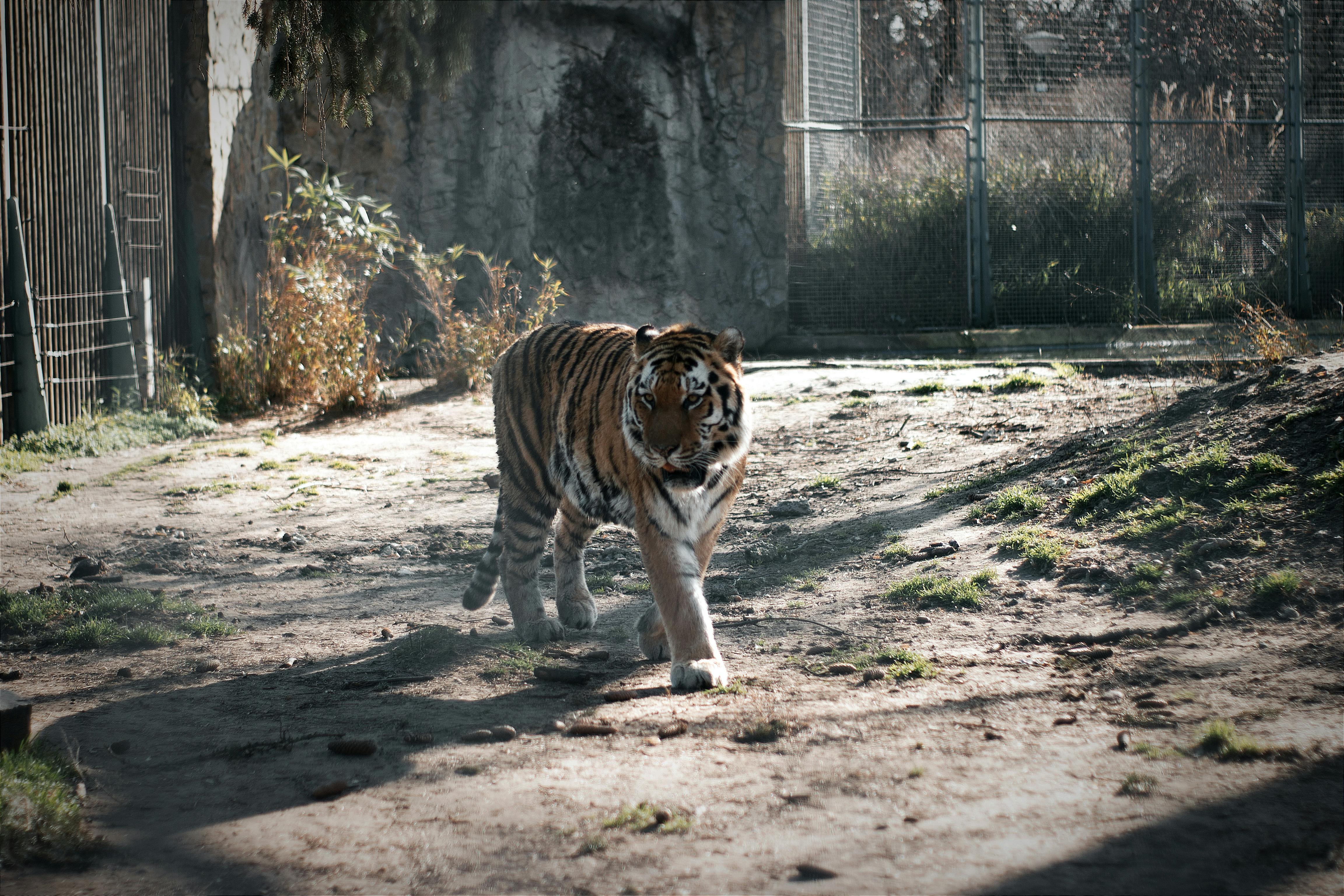 Photo of a Tiger in a Zoo · Free Stock Photo