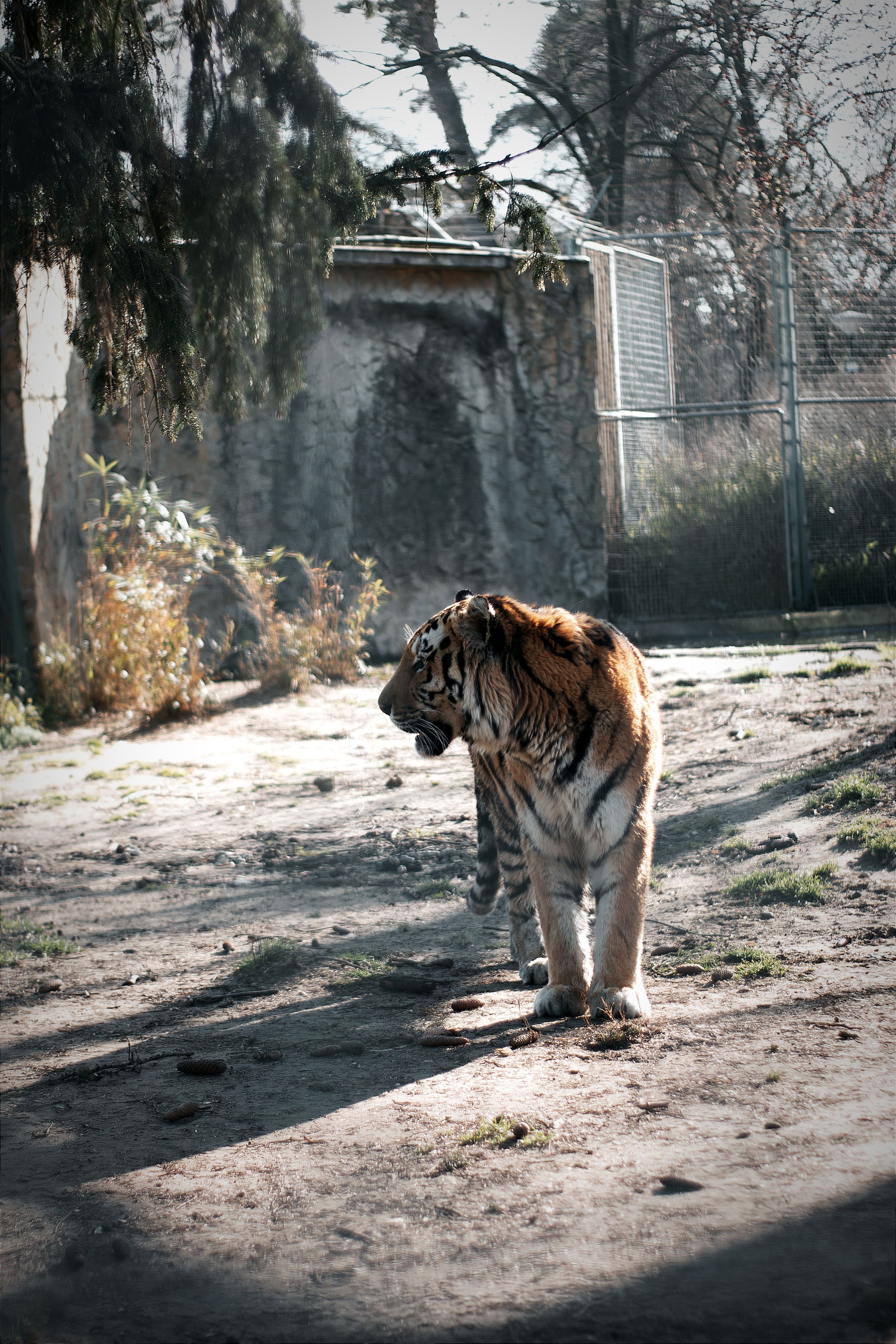 Photo of a Tiger in a Zoo · Free Stock Photo