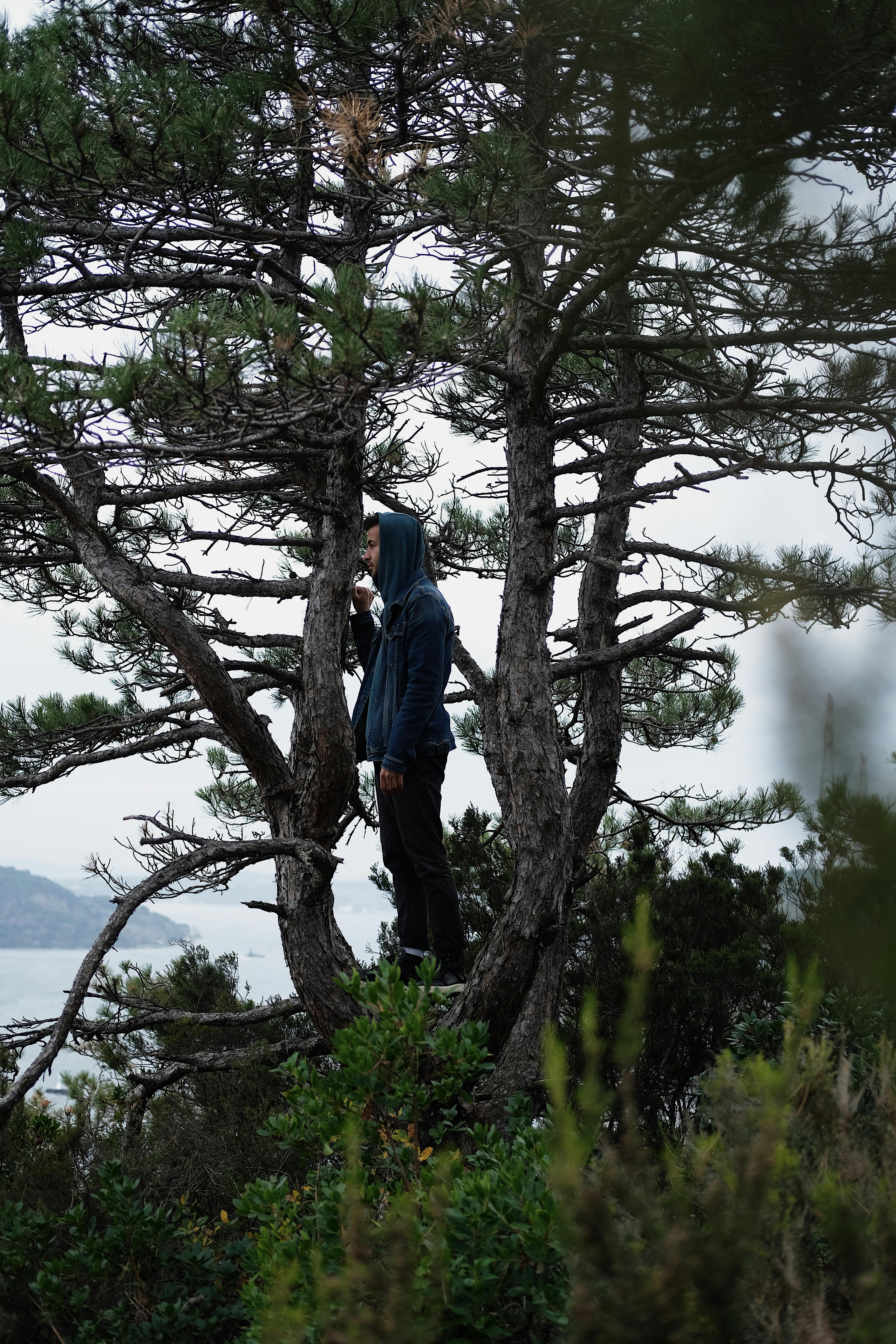 A Man Standing by a Tree · Free Stock Photo