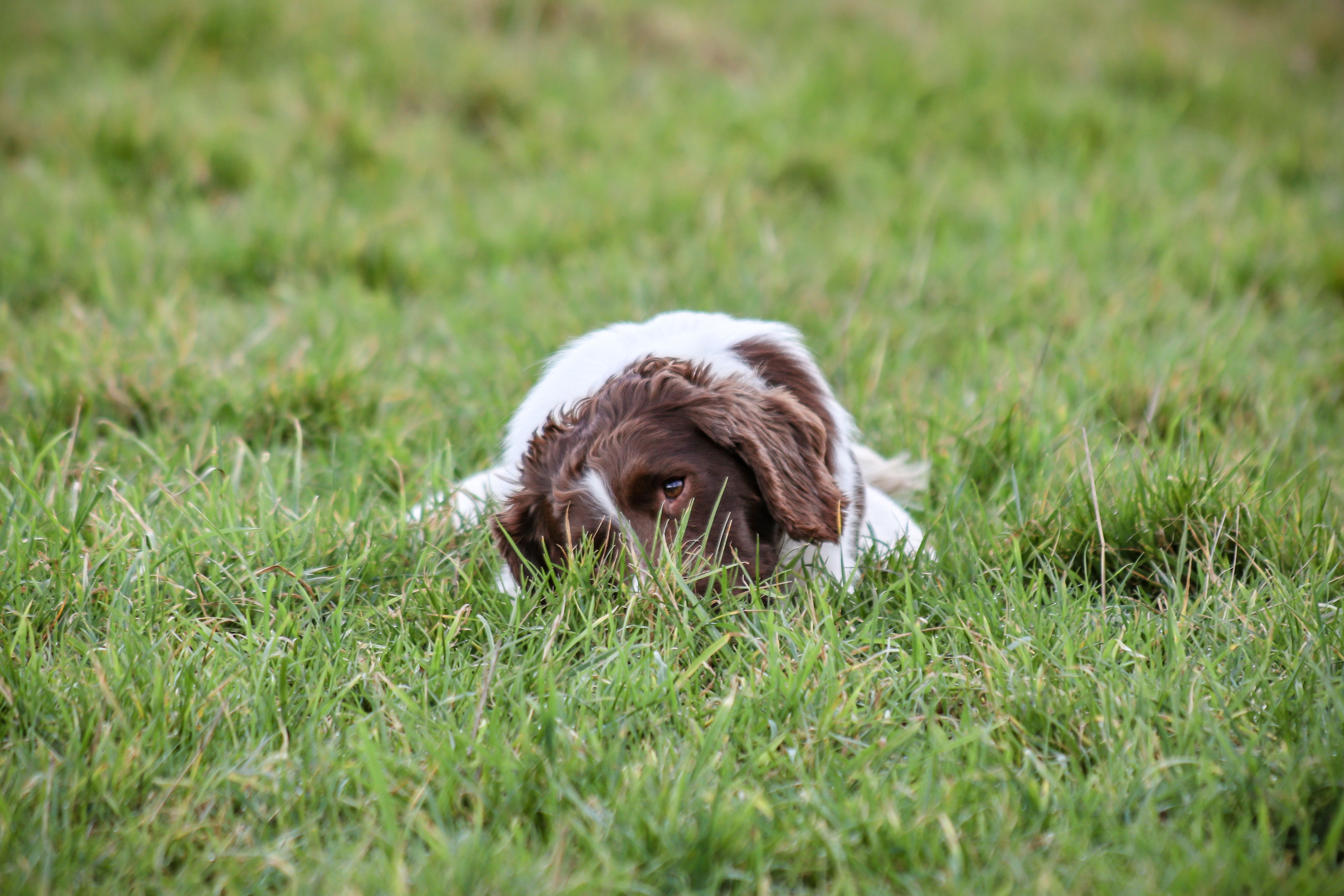 Dog Leg Photos, Download The BEST Free Dog Leg Stock Photos & HD Images