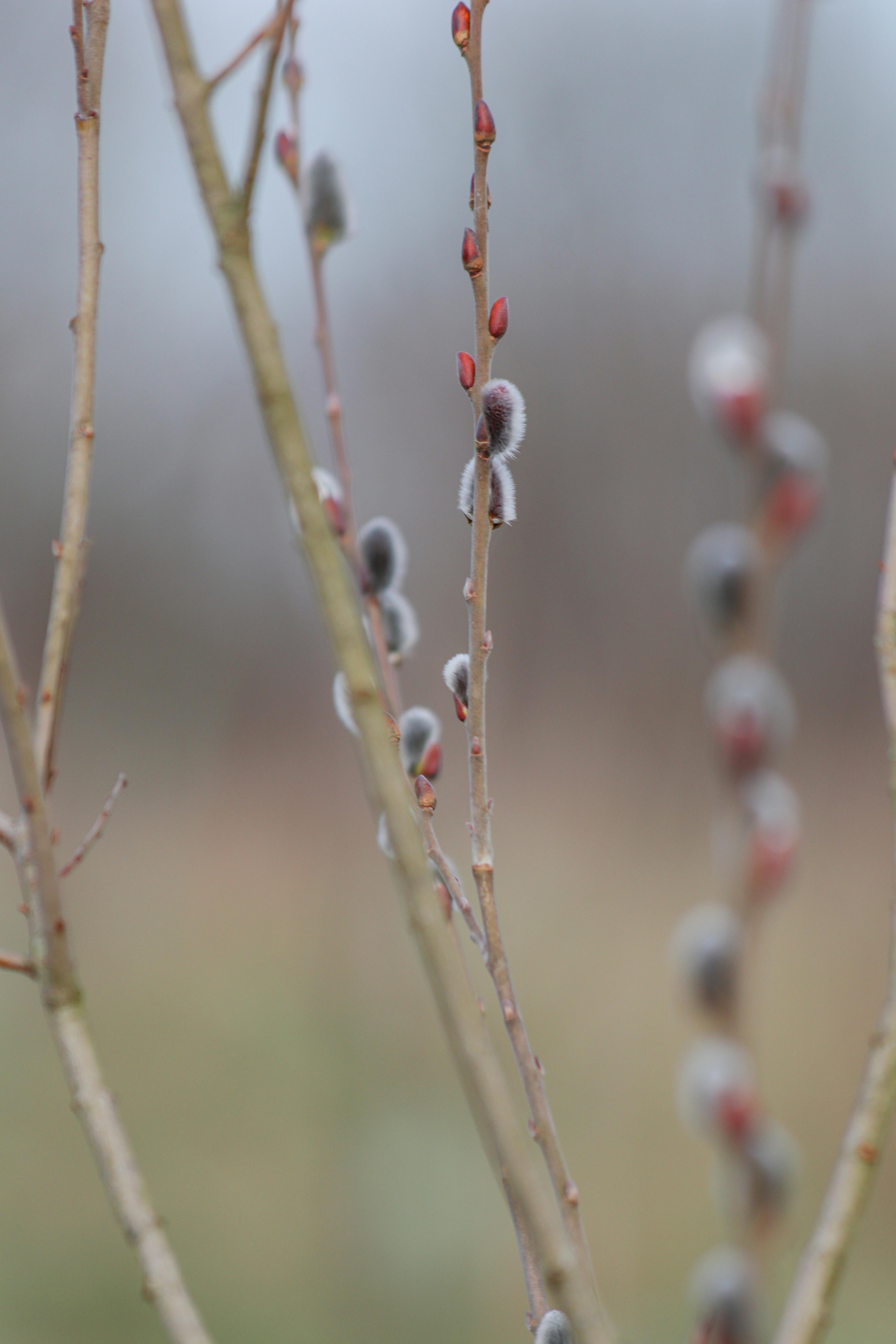 Close-up of Catkin Branches · Free Stock Photo