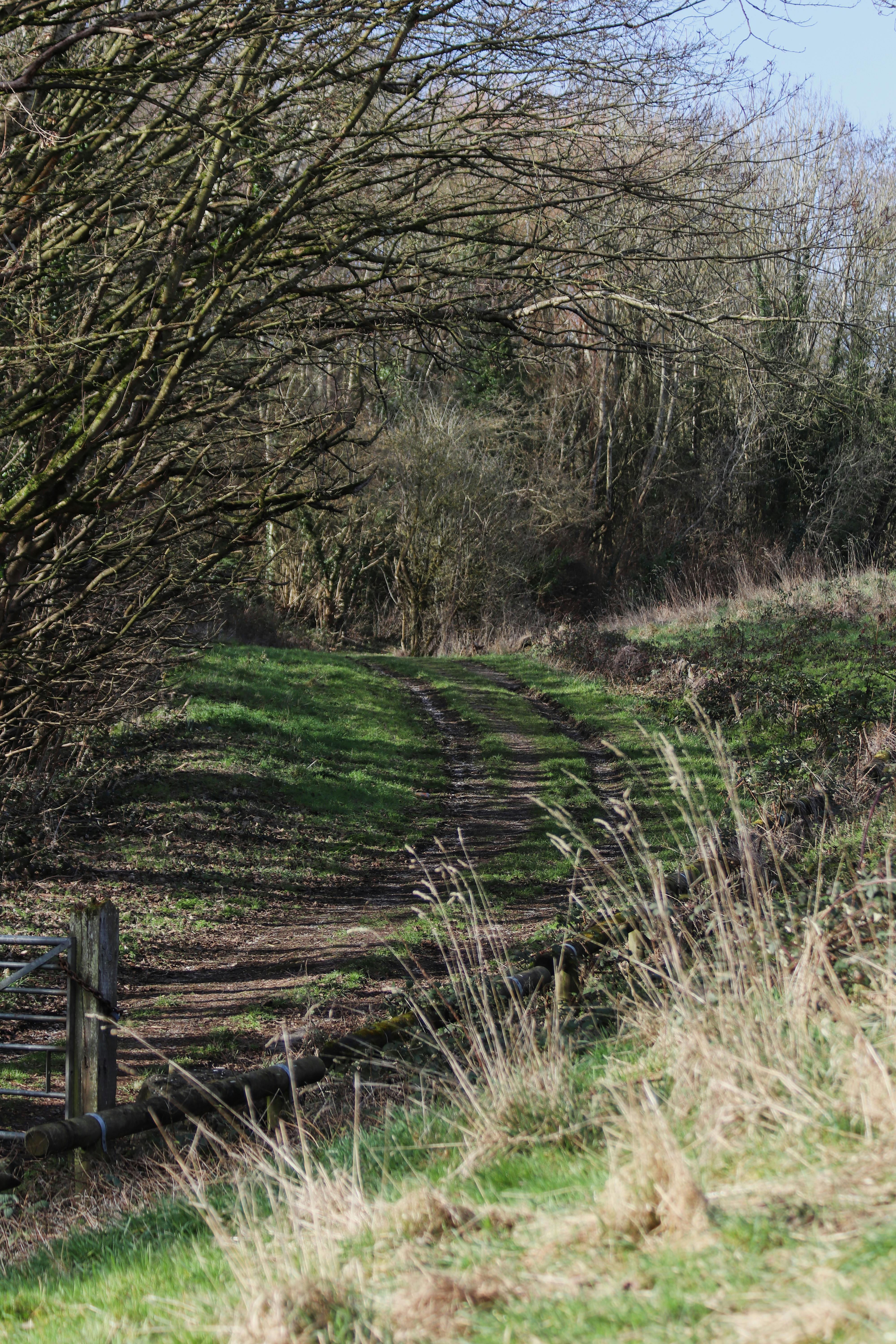 Brown Dirt Road Between Green Trees · Free Stock Photo