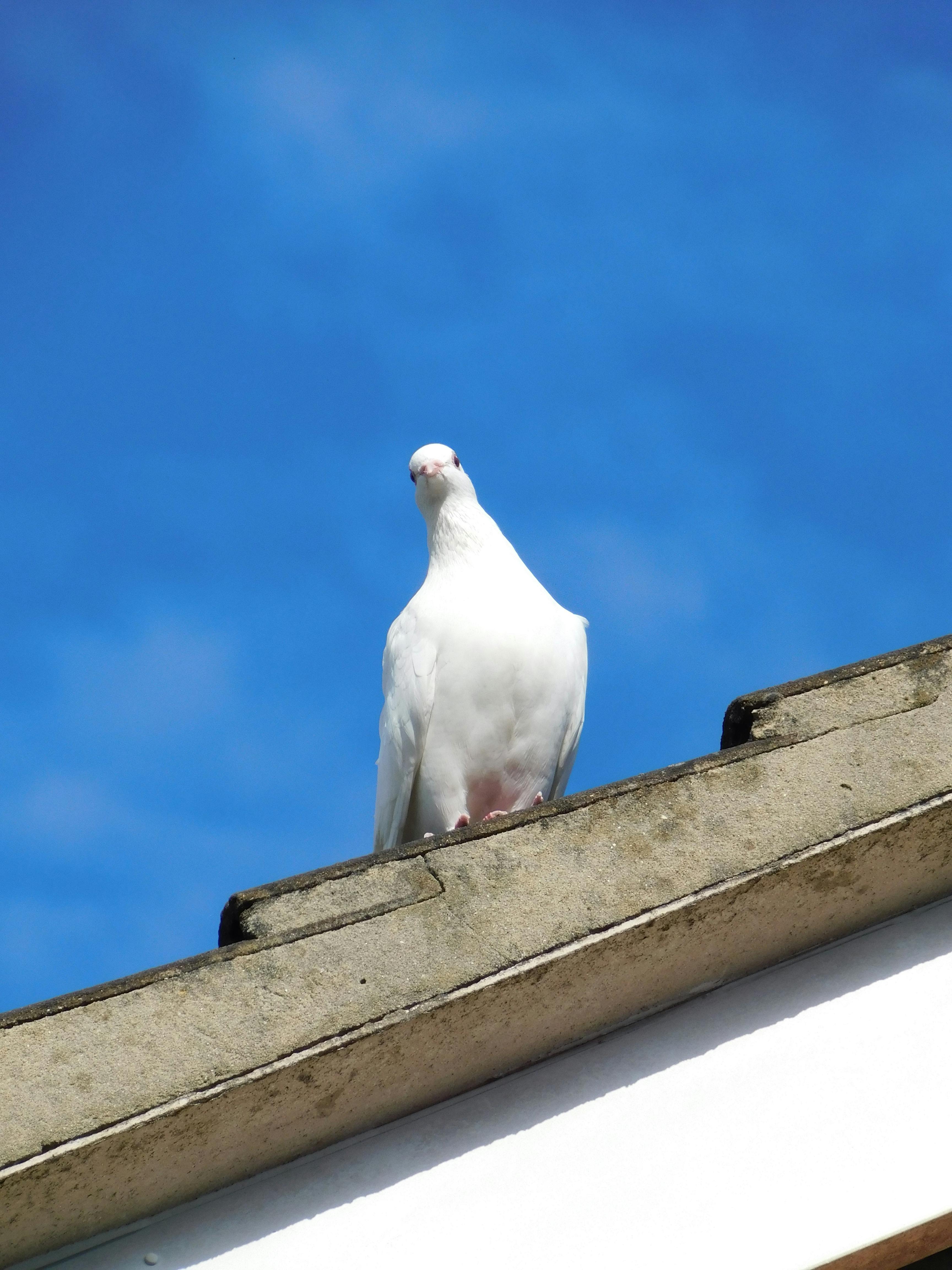 Dove Perching on a Rooftop · Free Stock Photo