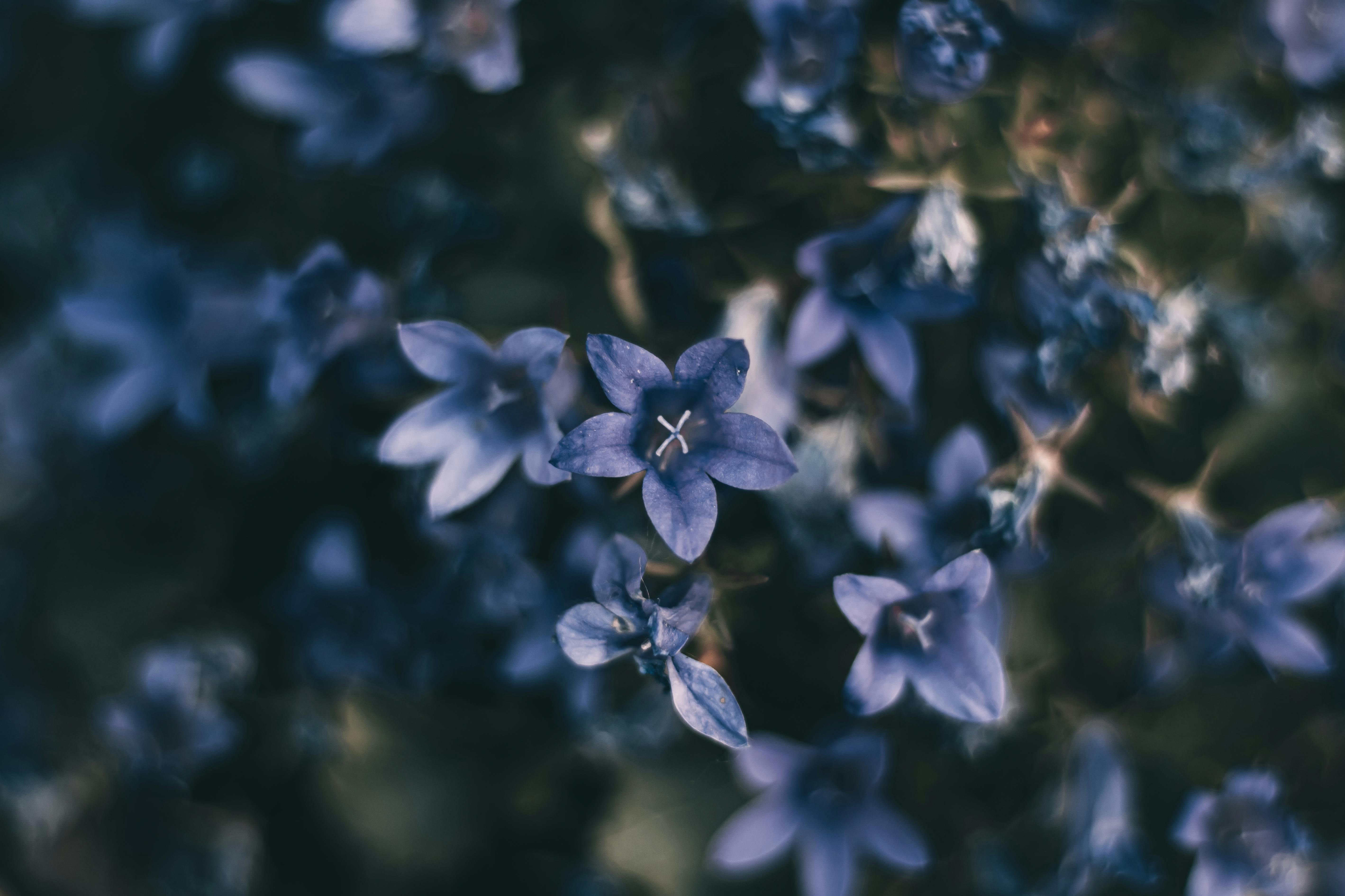 Close-up of Blue Flowers · Free Stock Photo