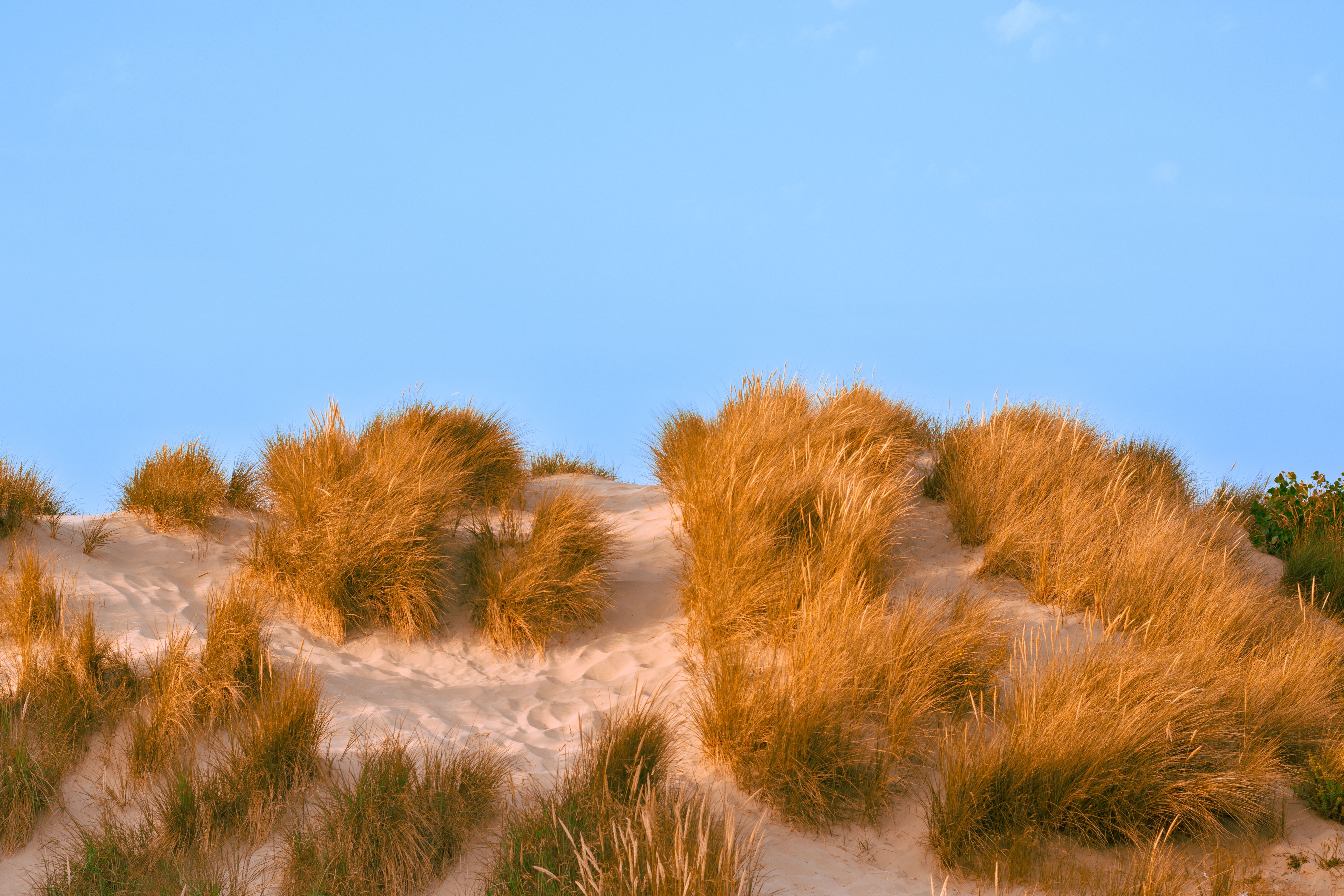 Weeds on Beach · Free Stock Photo