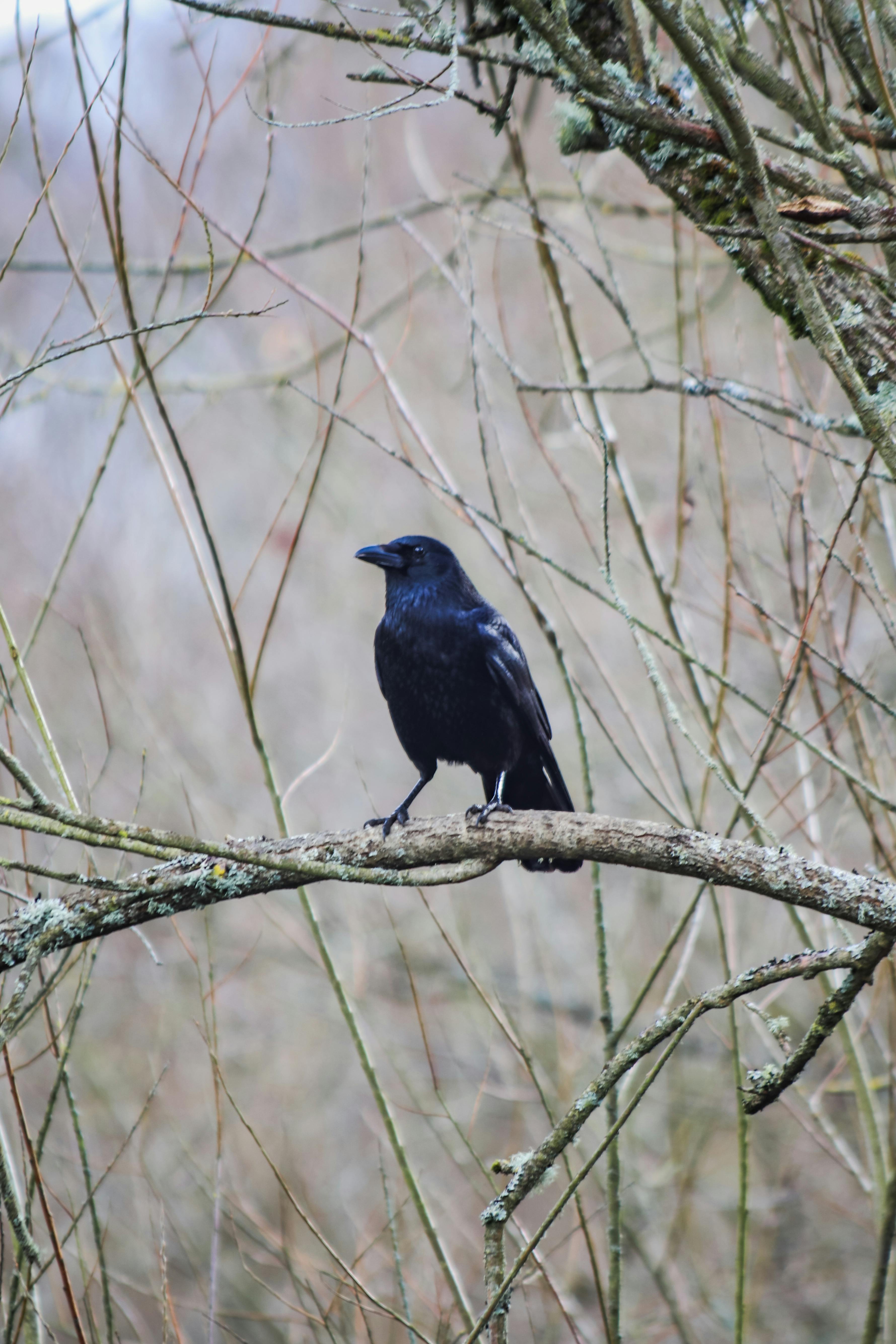 Crow among Branches · Free Stock Photo
