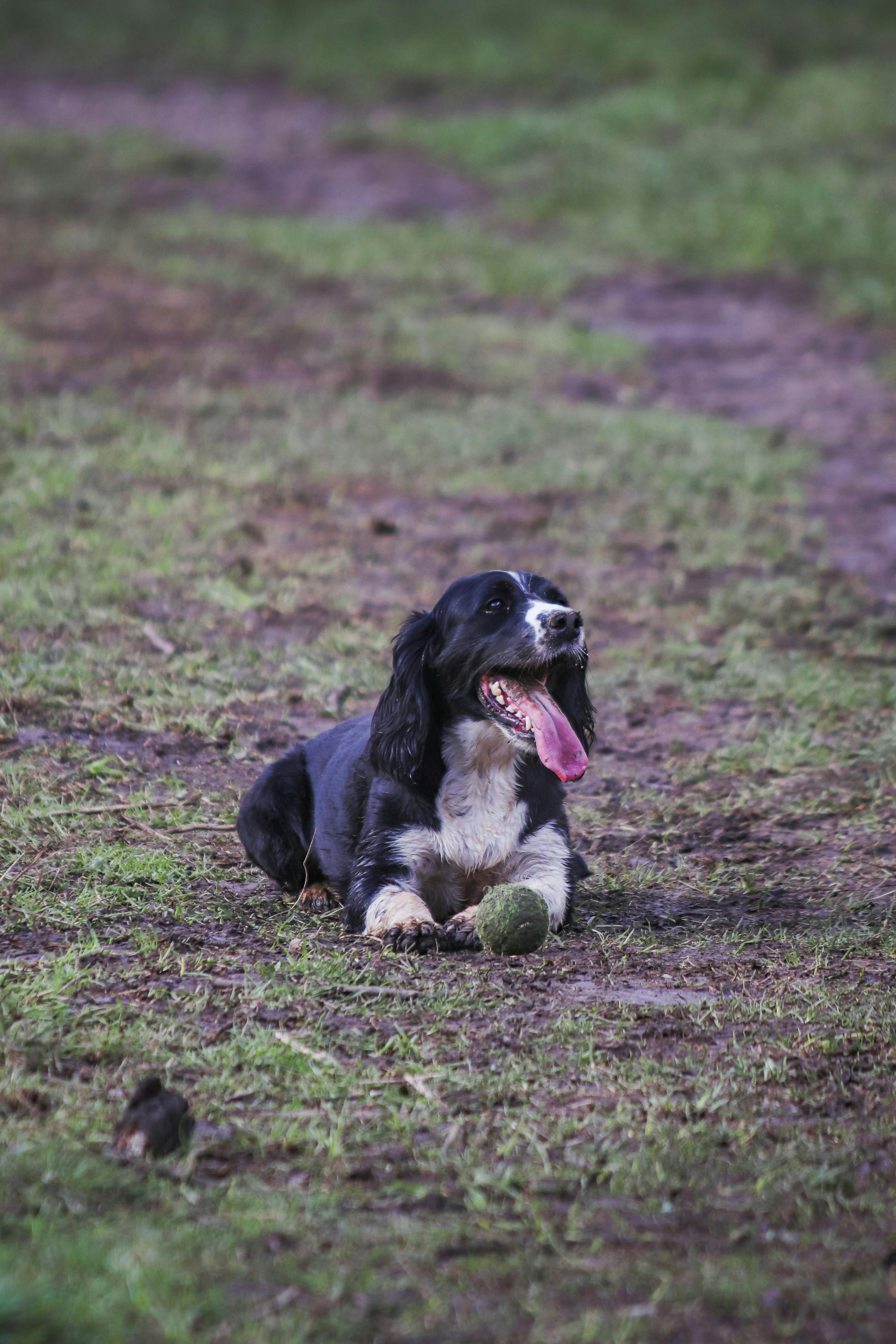 Dog Resisting Photos, Download The BEST Free Dog Resisting Stock Photos ...