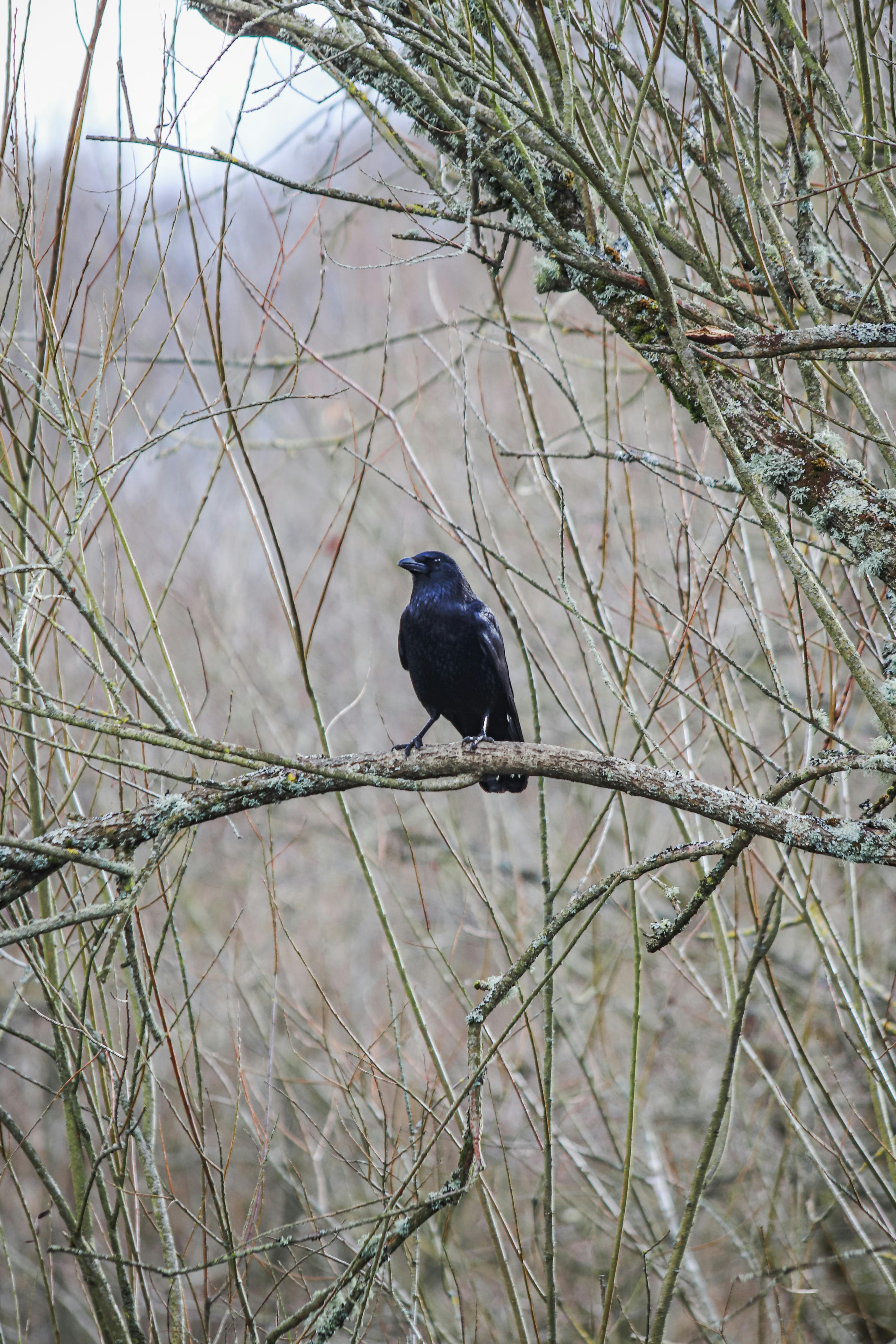 Raven Perching on a Branch · Free Stock Photo