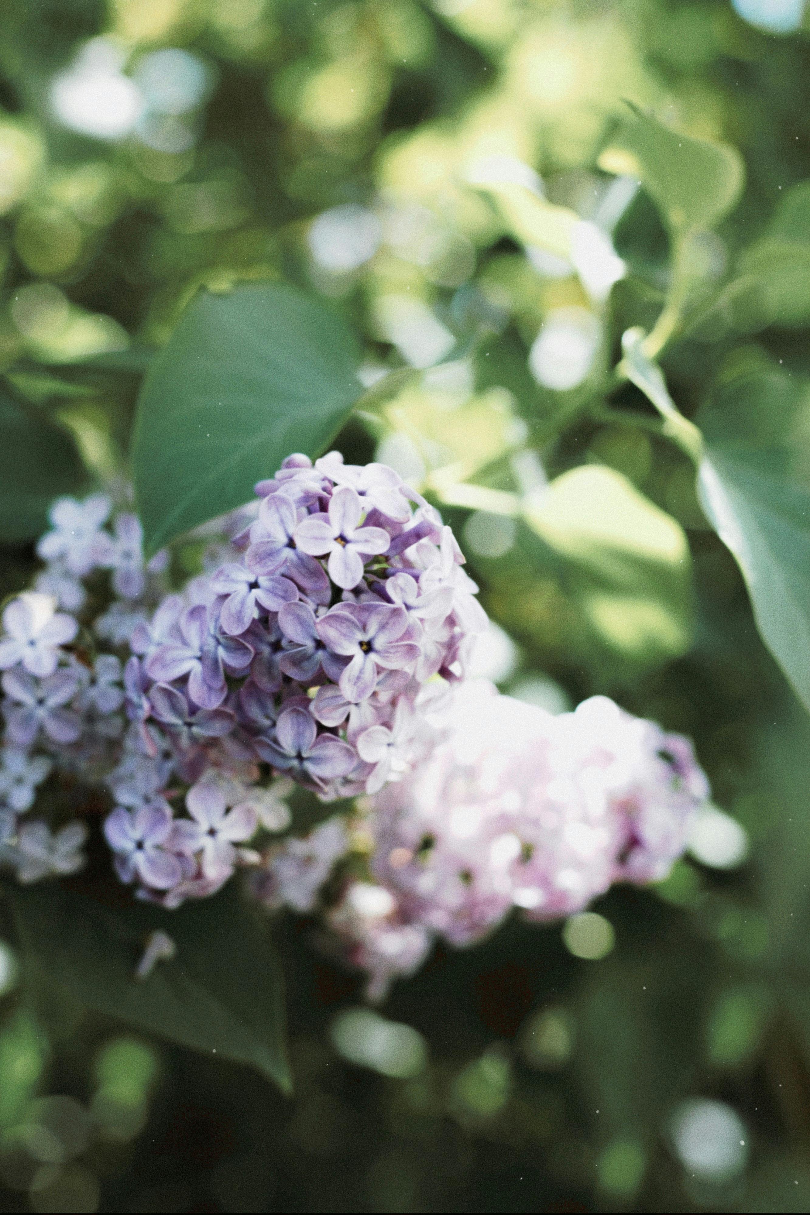 Red and Purple Leaves of Bush · Free Stock Photo