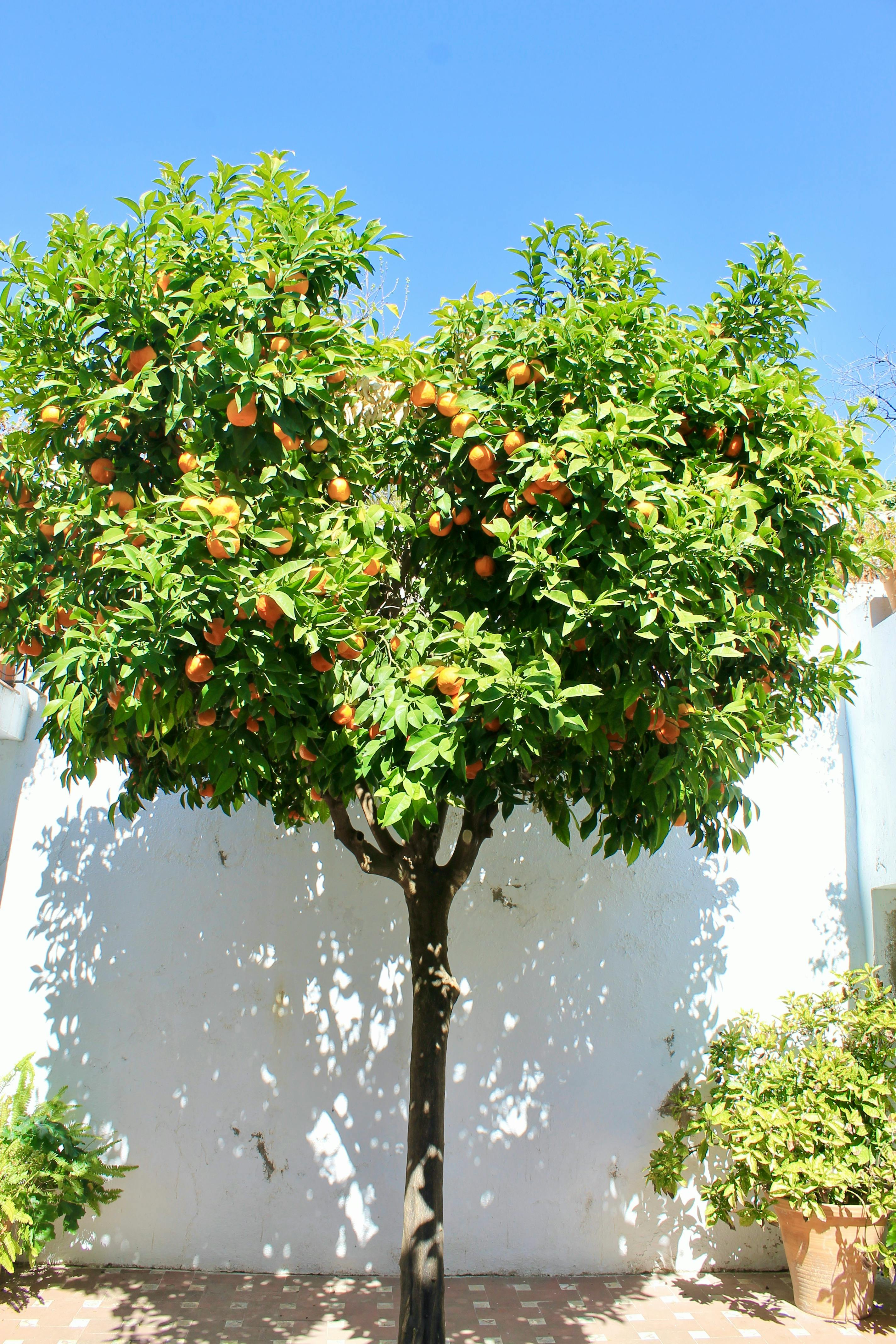 Orange Tree near Wall · Free Stock Photo