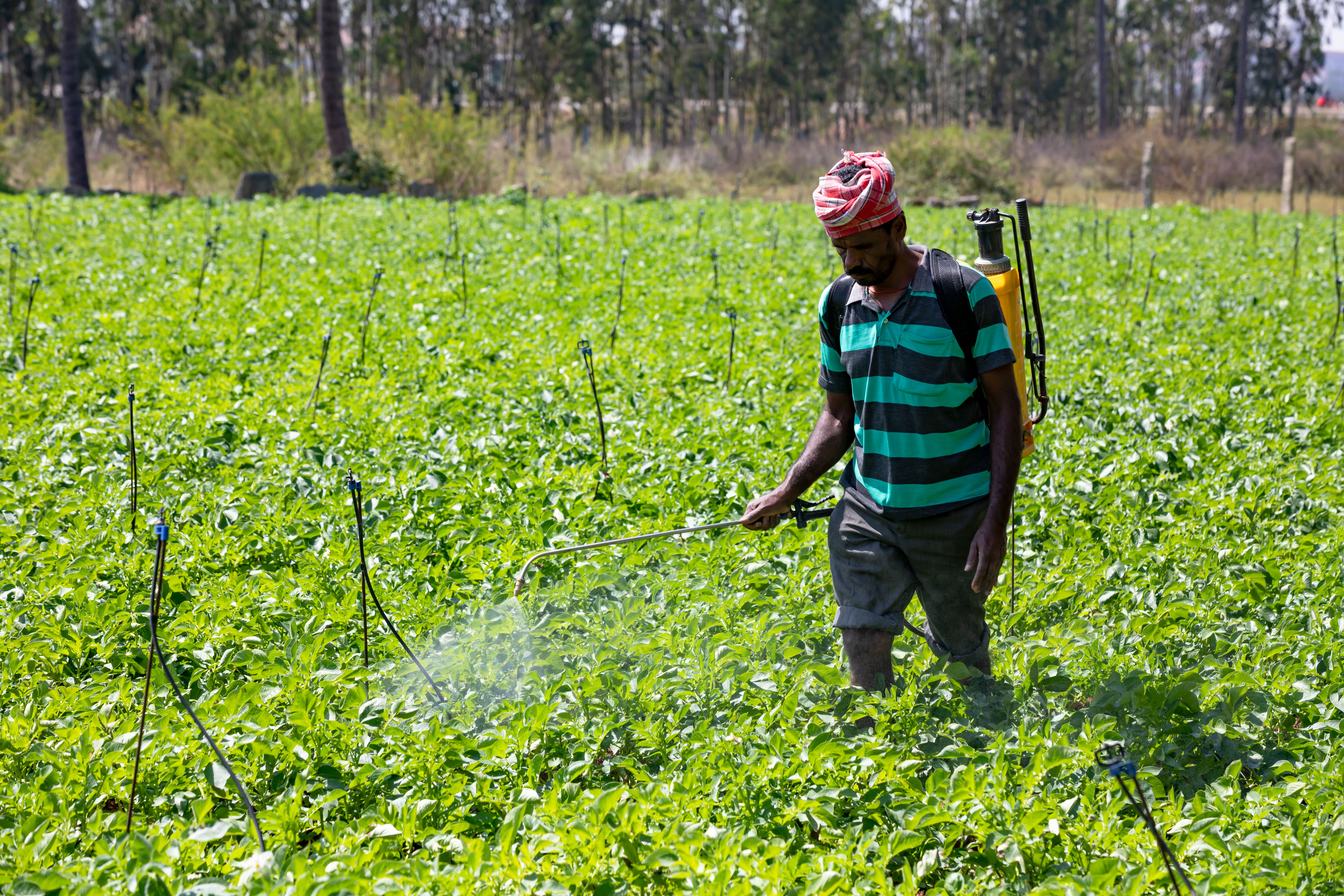 Man Watering Plants on Field · Free Stock Photo