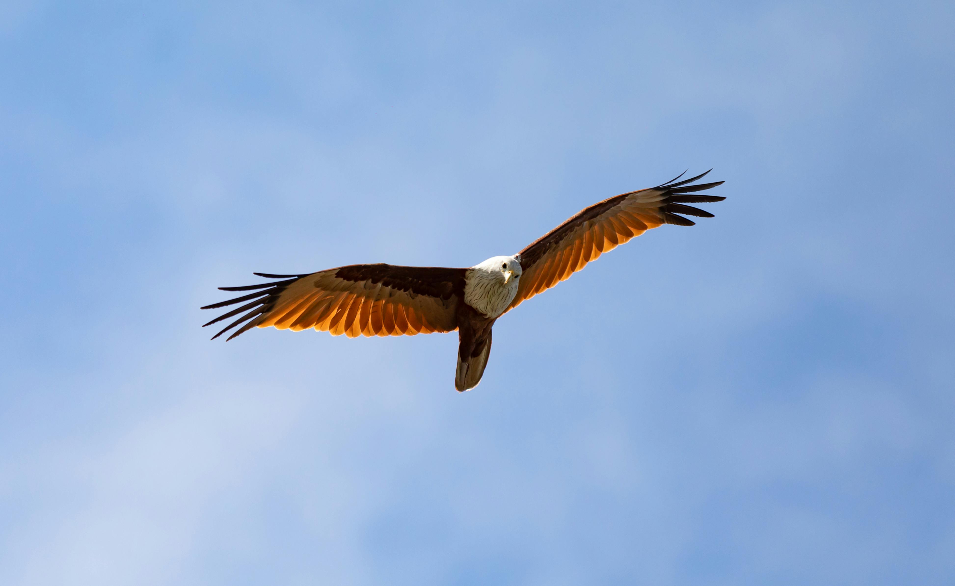 Photo of Flying Bird · Free Stock Photo