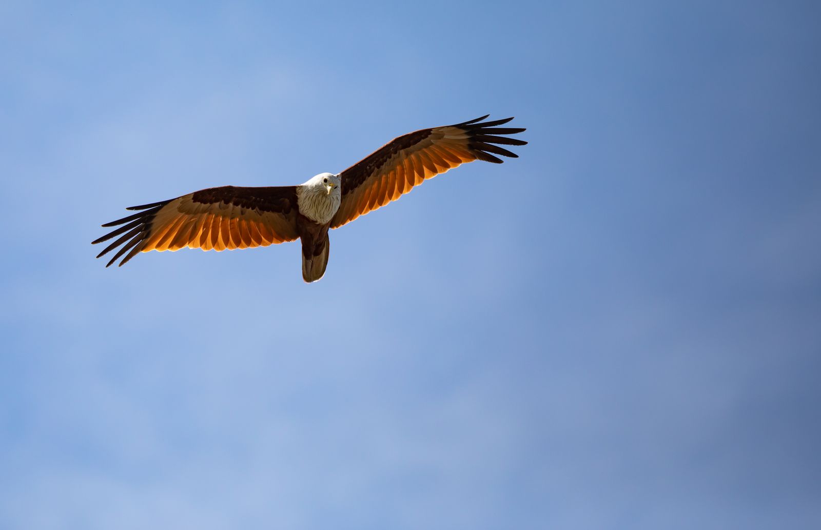 Eagle 8k Wallpaper Photos, Download The BEST Free Eagle 8k Wallpaper ...