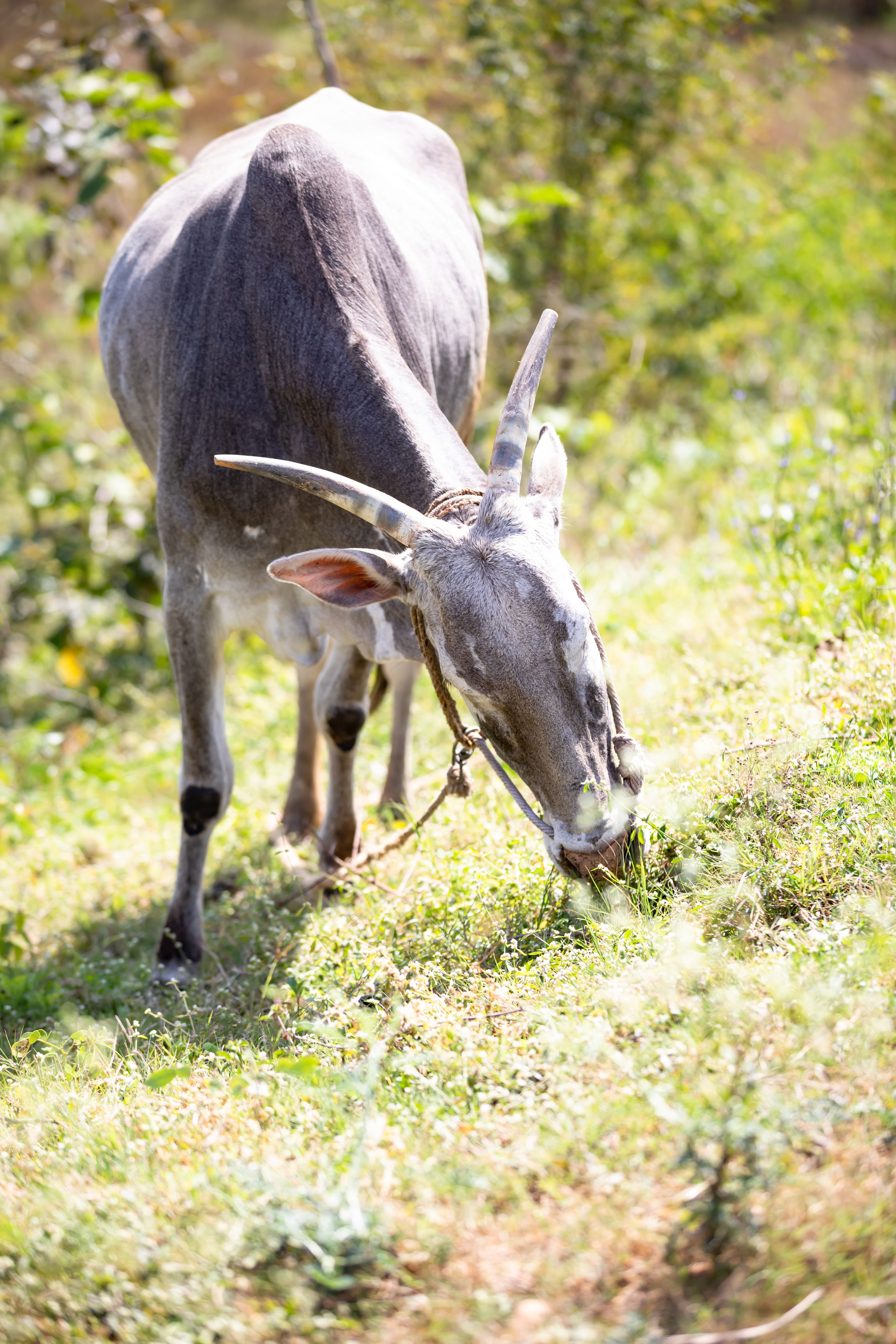 Photo of a Cow · Free Stock Photo