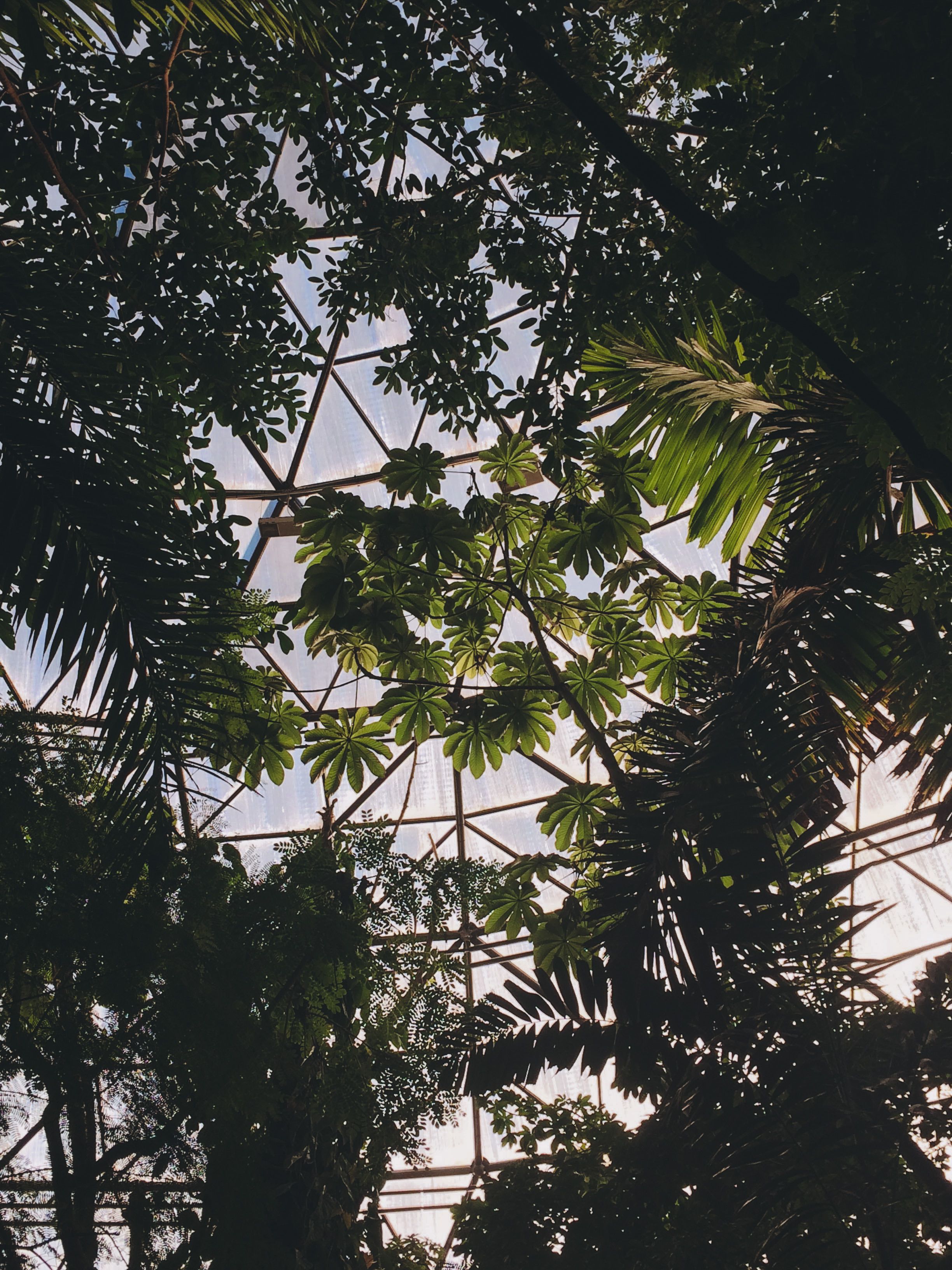Trees under Glass Ceiling in Greenhouse · Free Stock Photo