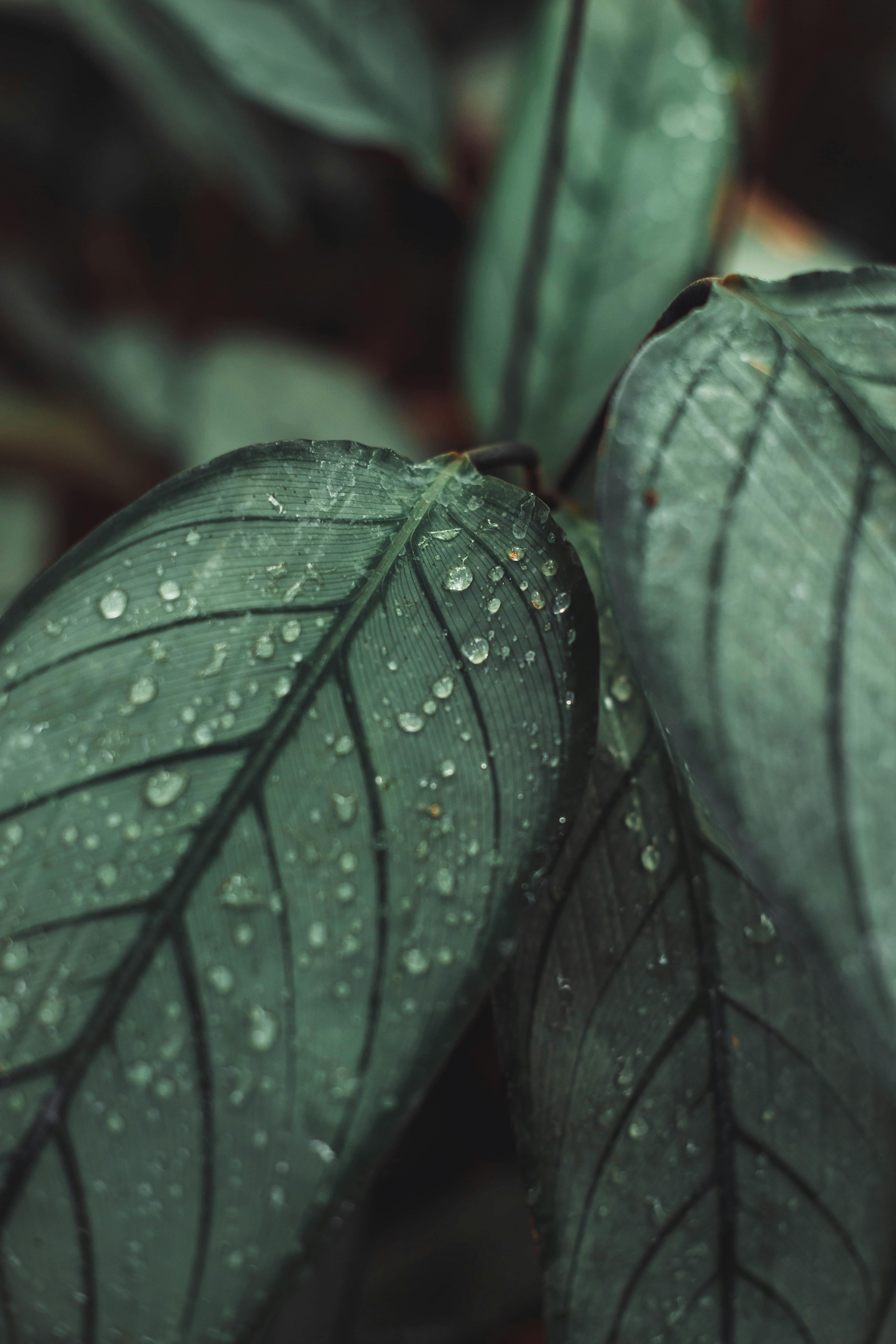 Lisa Lis - Photography