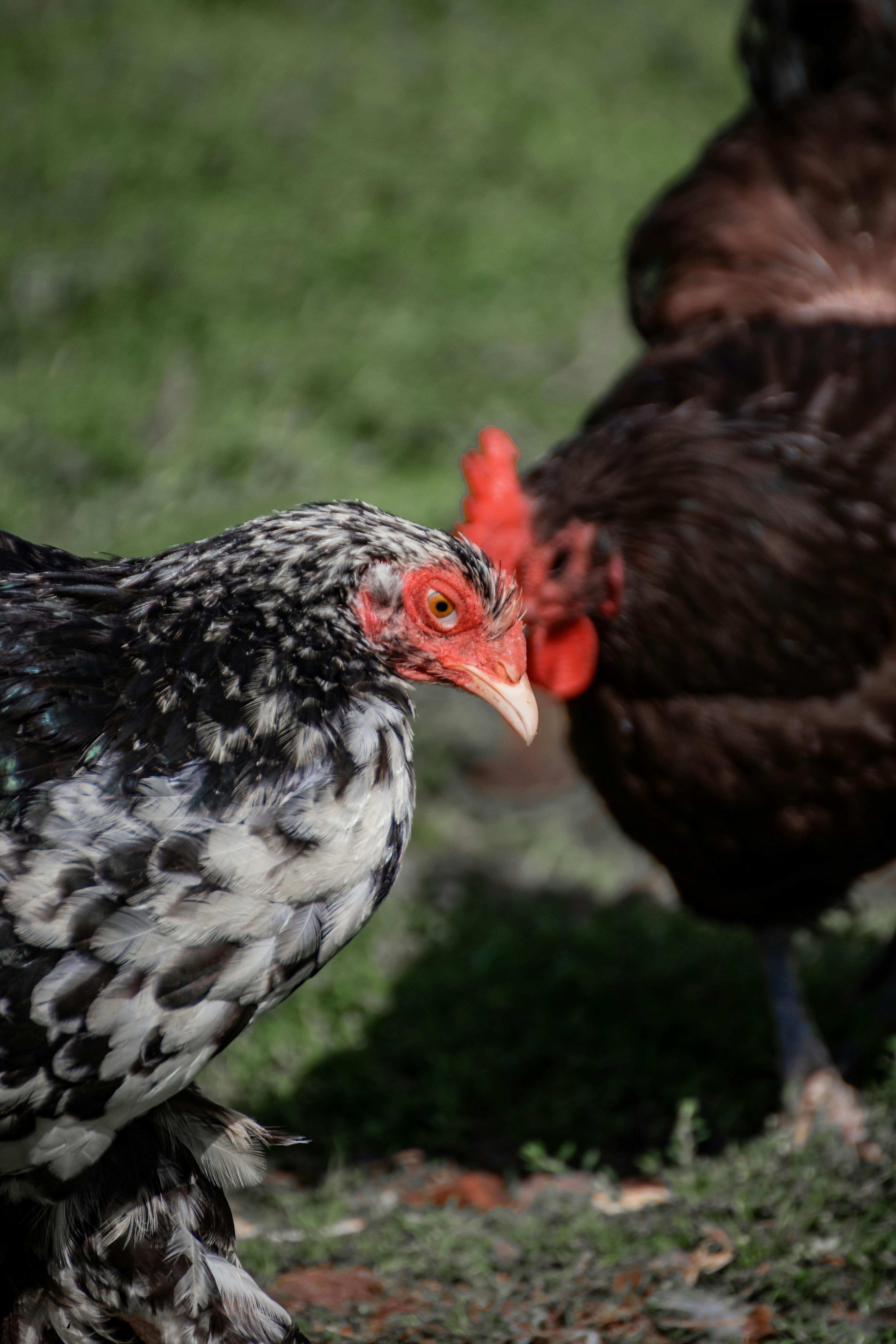 Nodding Head Photos, Download The BEST Free Nodding Head Stock Photos ...