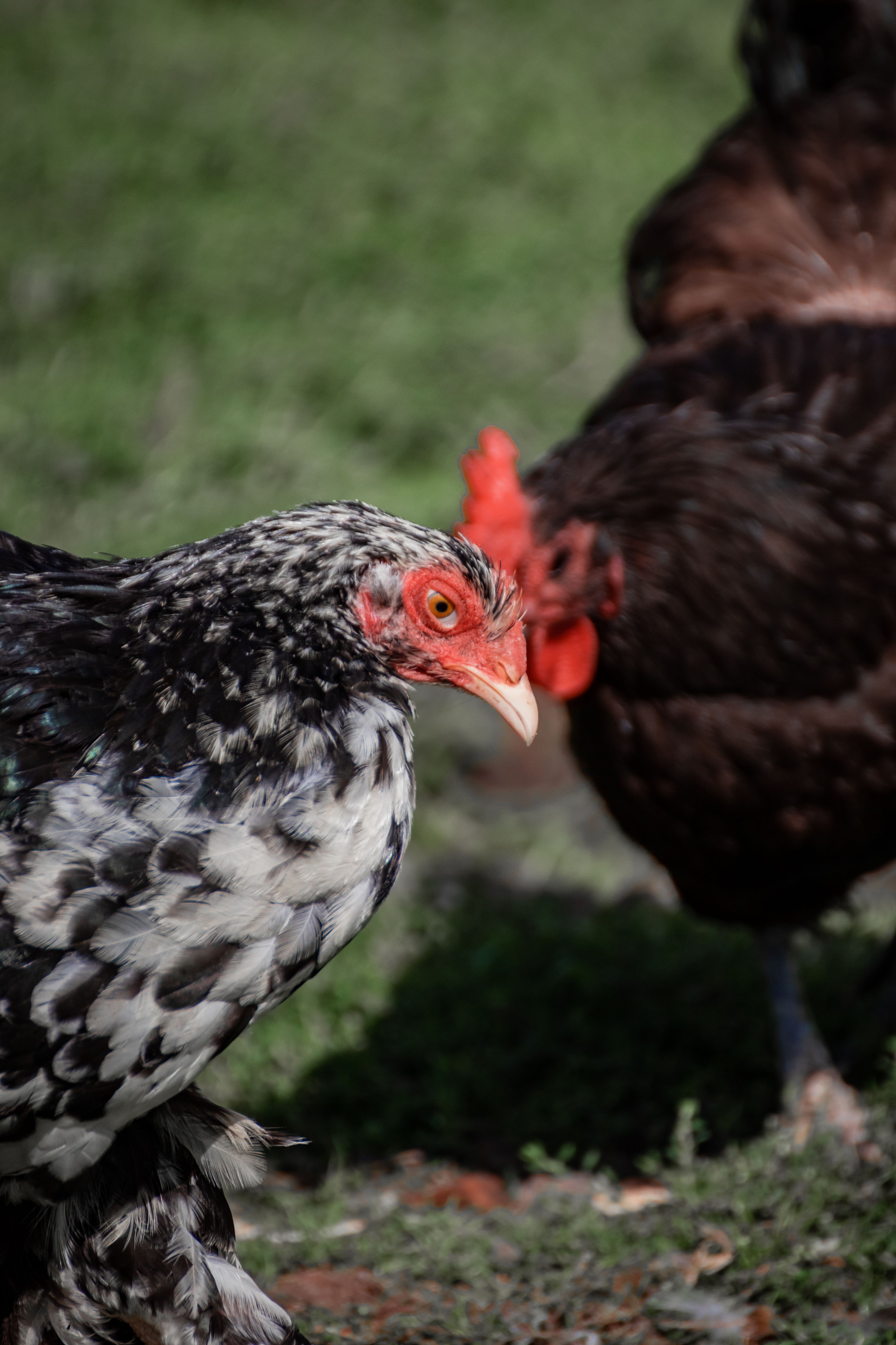 Close up of Hen · Free Stock Photo