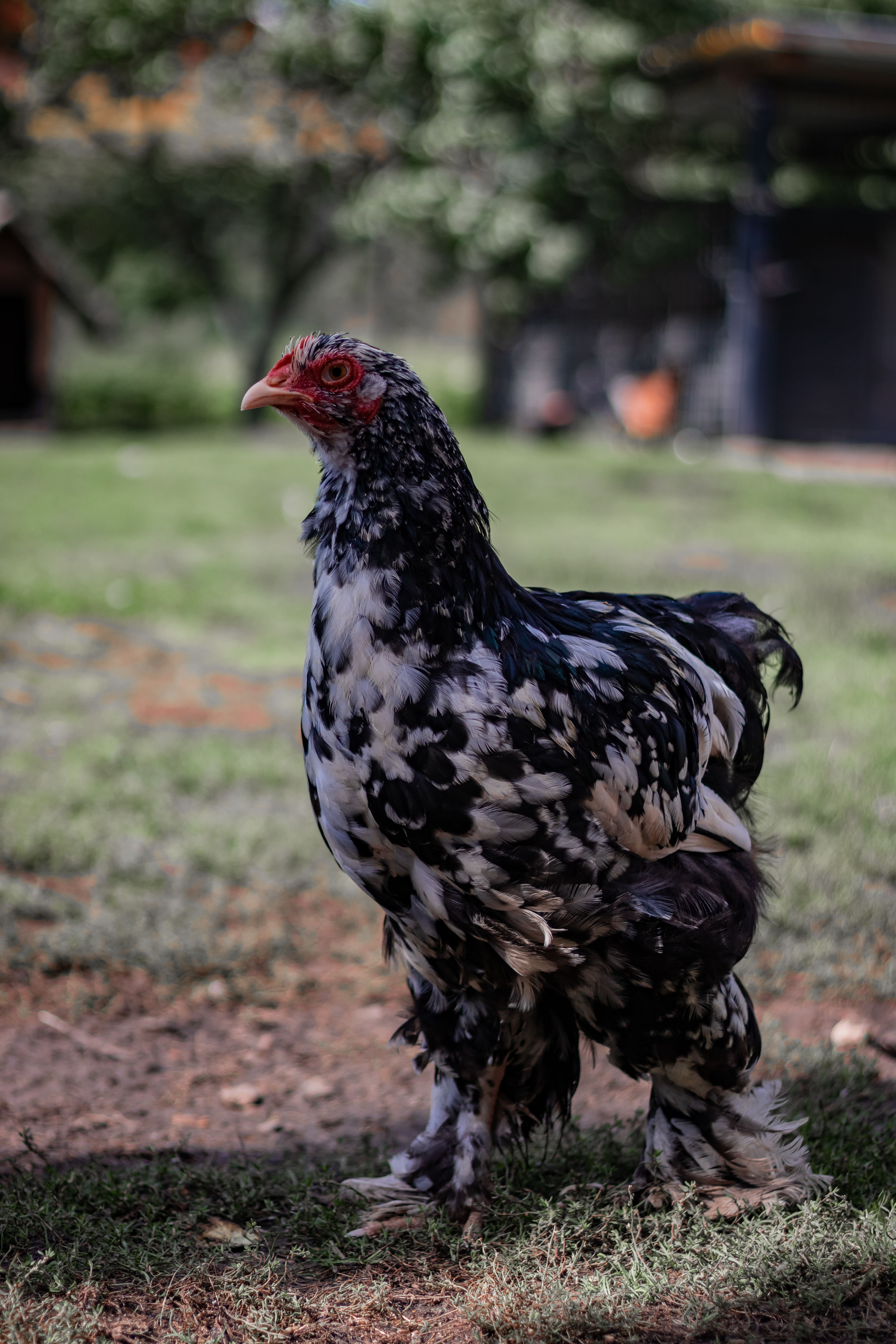 Poultry Project Photos, Download The BEST Free Poultry Project Stock ...