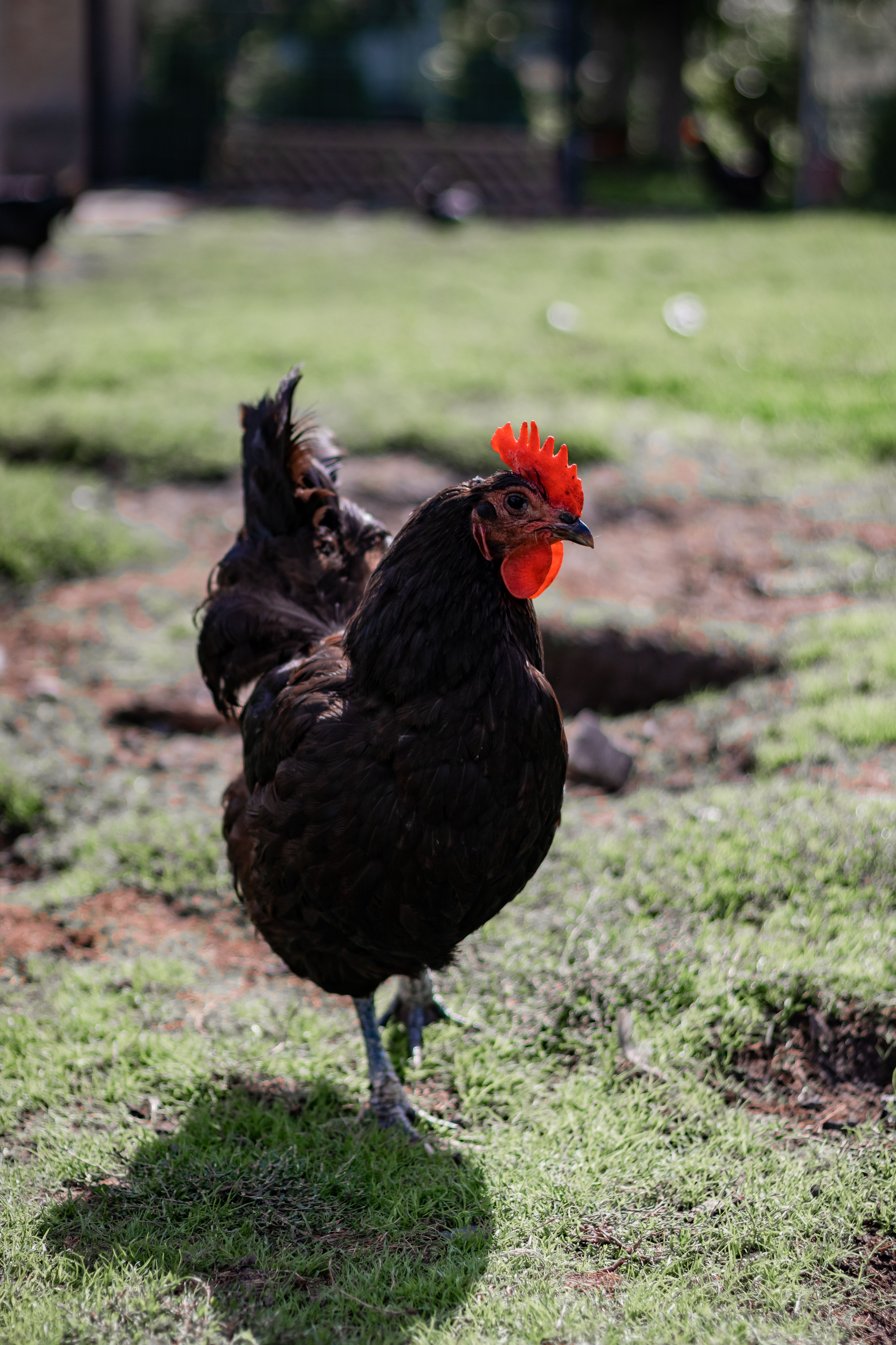Gallus Photos, Download The BEST Free Gallus Stock Photos & HD Images