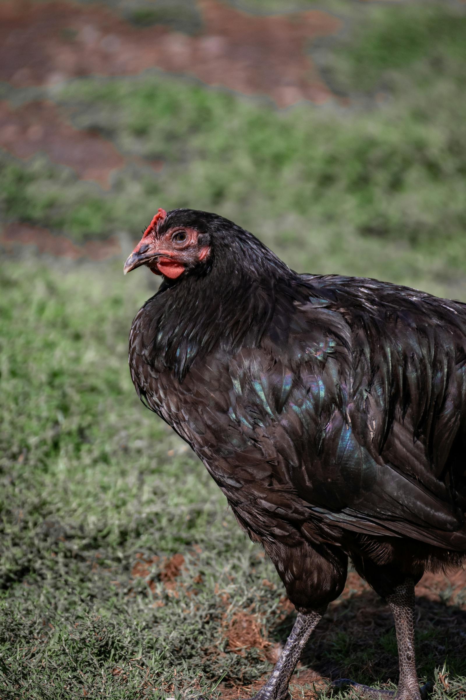 Hen Images Photos, Download The BEST Free Hen Images Stock Photos & HD ...