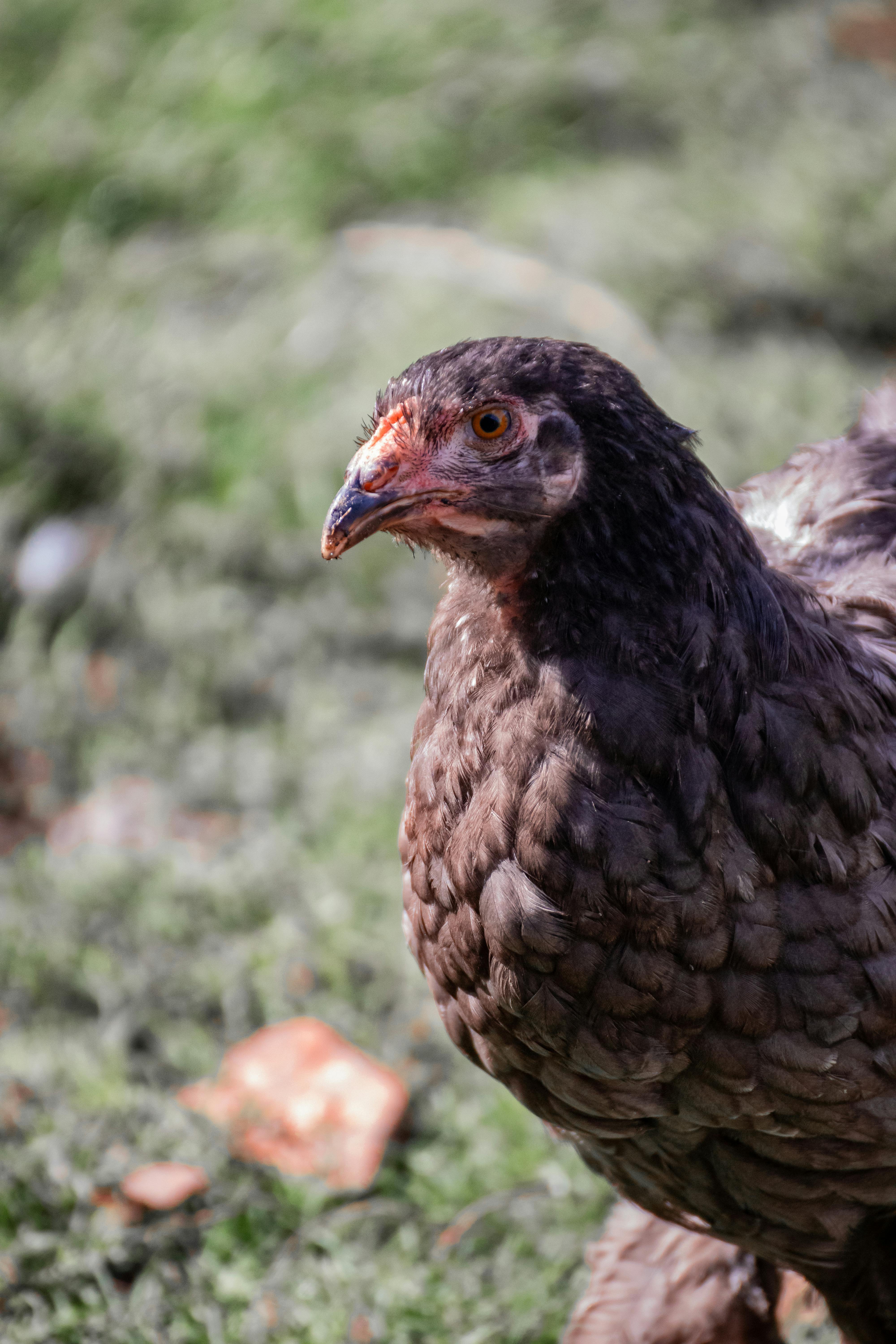 Chicken Without Comb and Wattle · Free Stock Photo