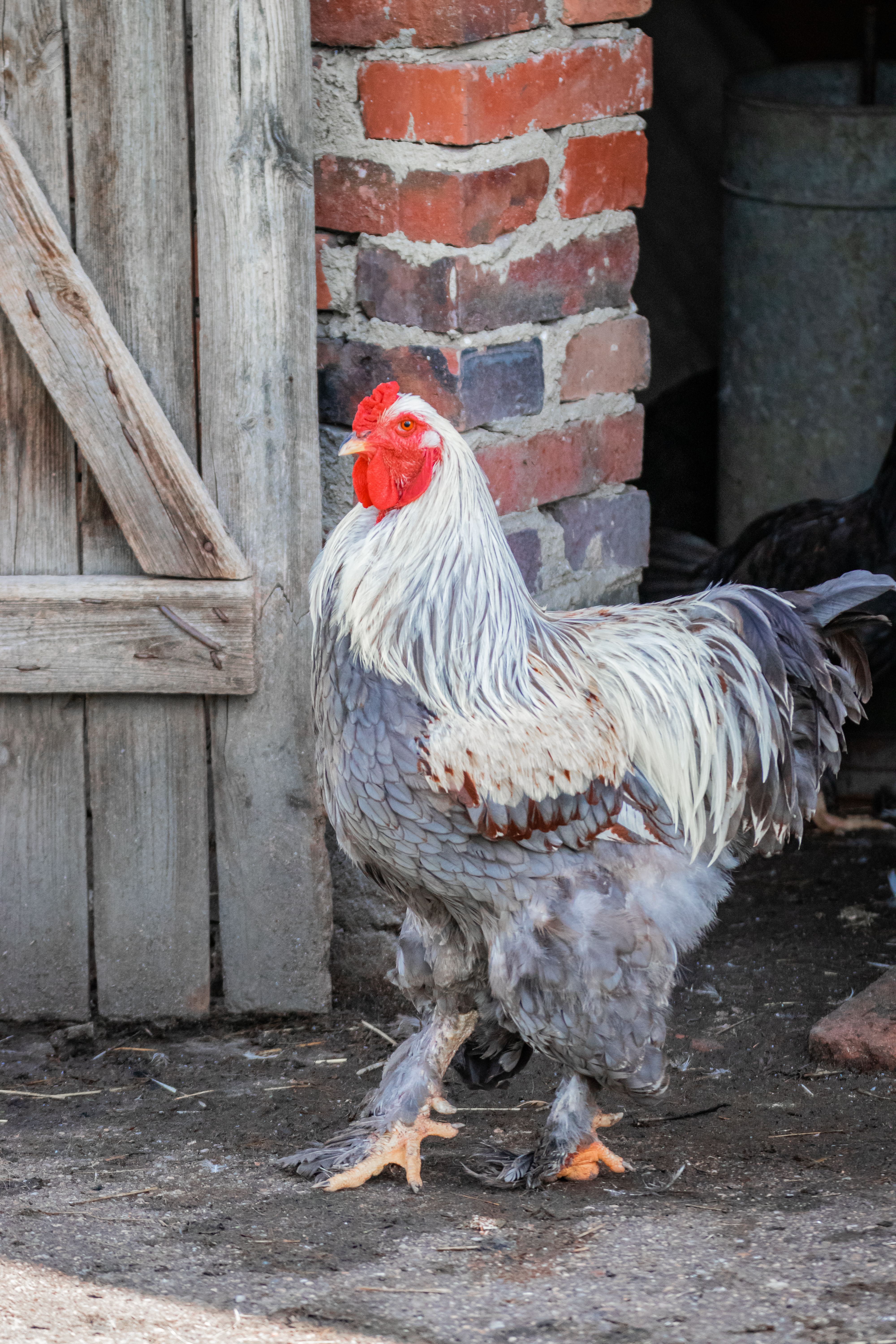 Rooster in Farm · Free Stock Photo