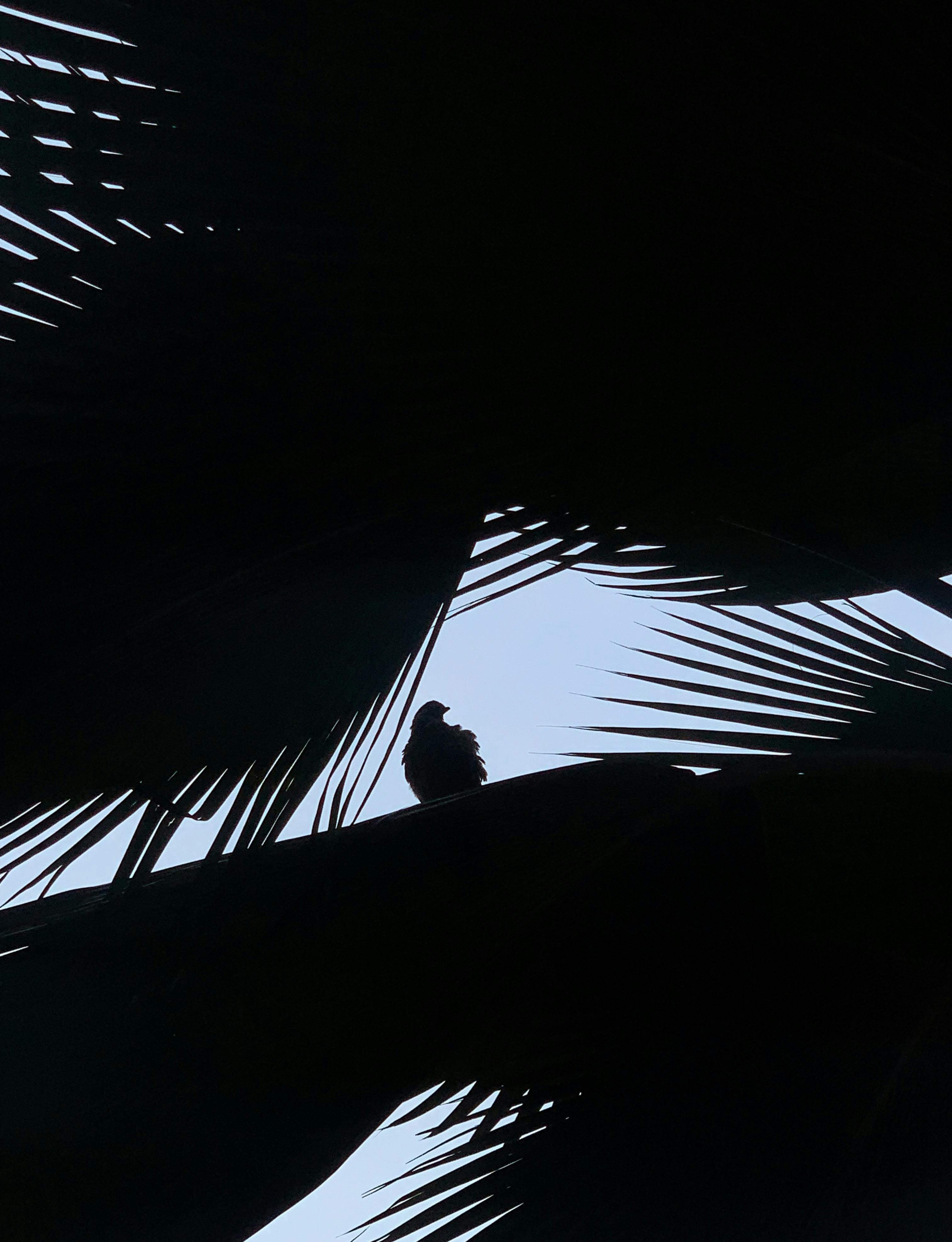 Xenopus Bird Photos, Download The BEST Free Xenopus Bird Stock Photos ...