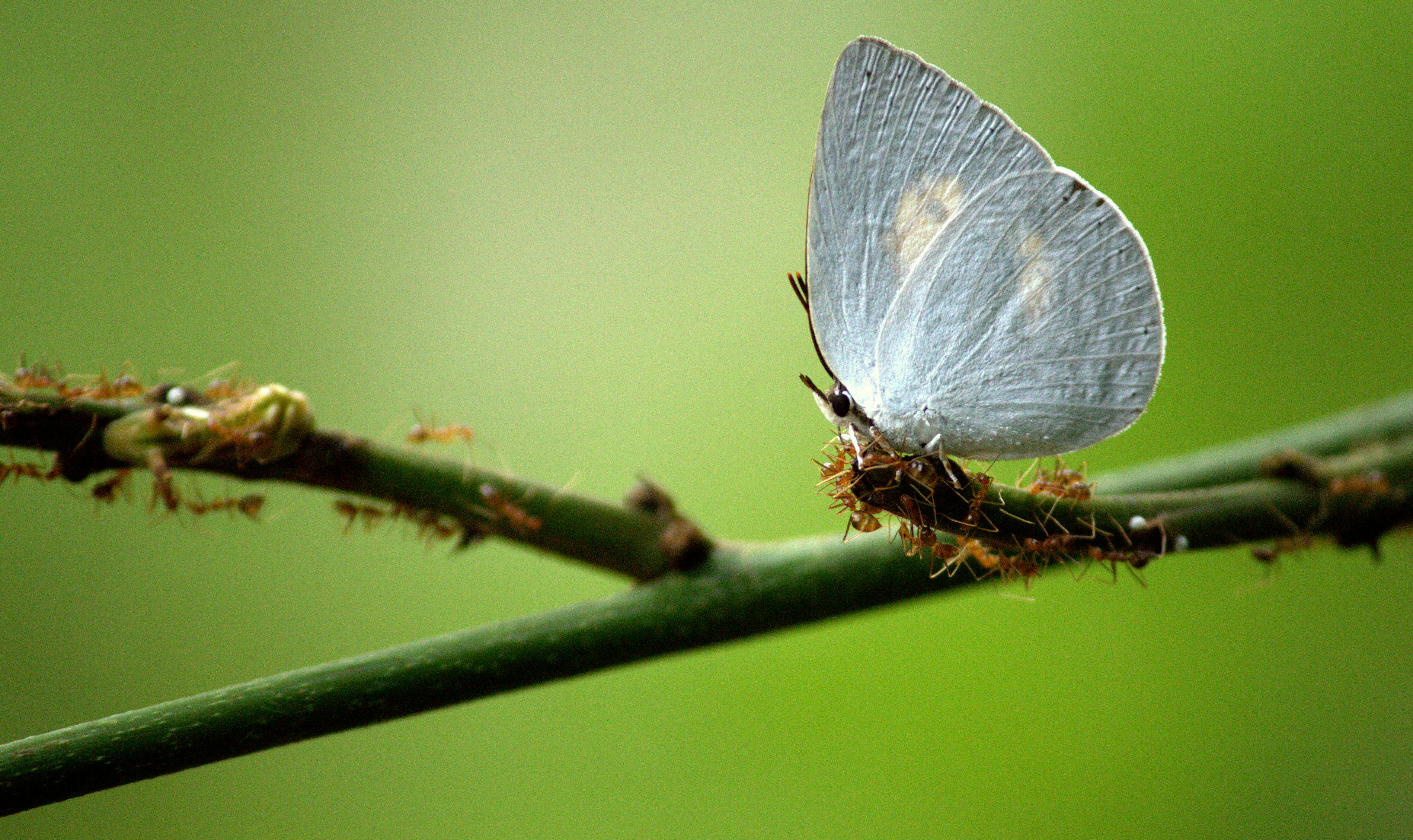 Barred Yellow Buttefly on Plant · Free Stock Photo