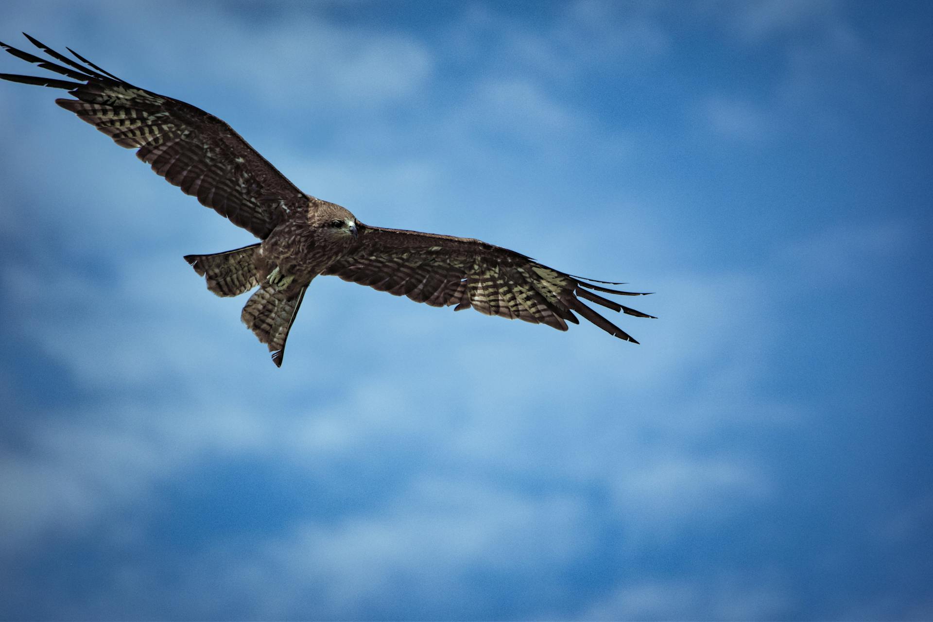 Indian Spotted Eagle: Habitat, Behavior, Conservation
