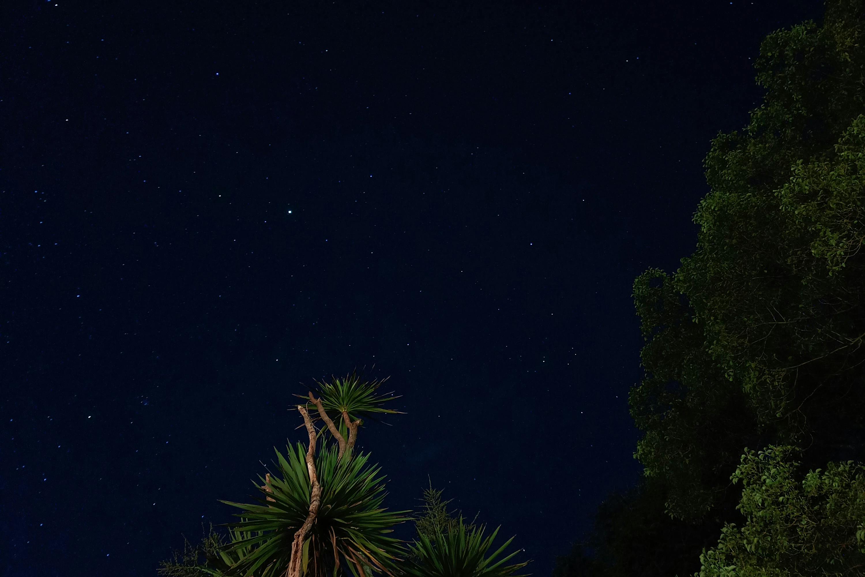 Low Angle Shot of Trees and Night Sky · Free Stock Photo