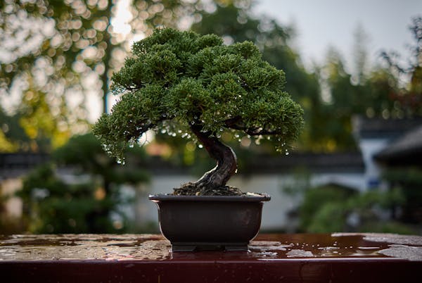 Mango Bonsai Tree Photos, Download The BEST Free Mango Bonsai Tree ...